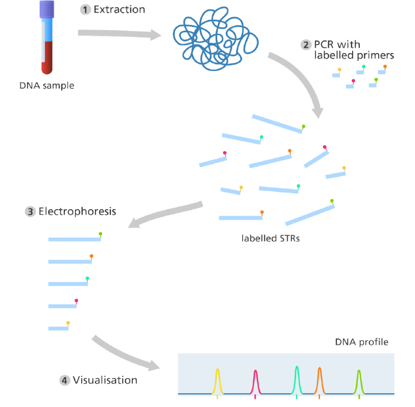 DNA Fingerprinting - by Shaastra TechShots