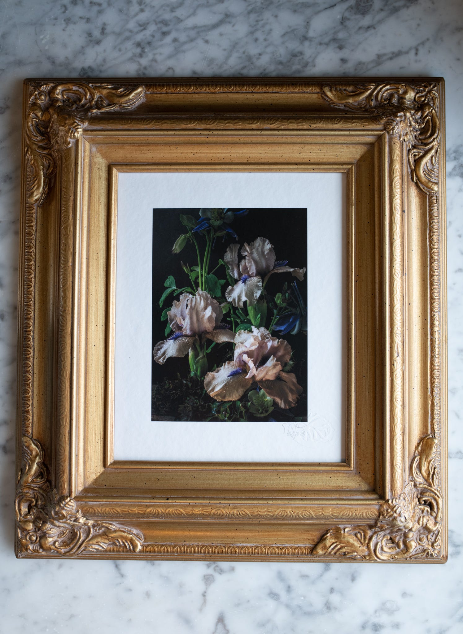 The Elliott Homestead Newsletter | Shaye Elliott | Substack