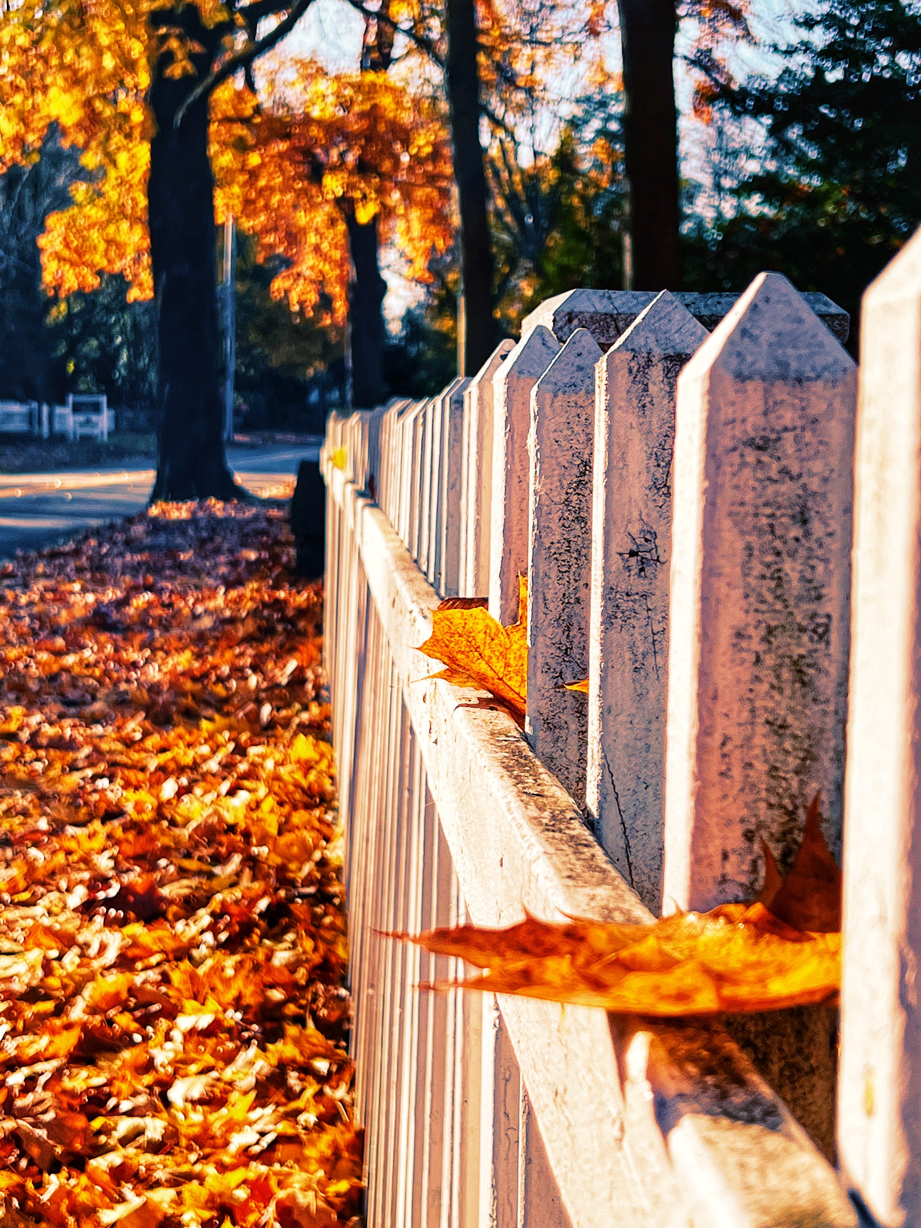 Walking with Thoreau - by Sheila Moeschen - Stay Curious