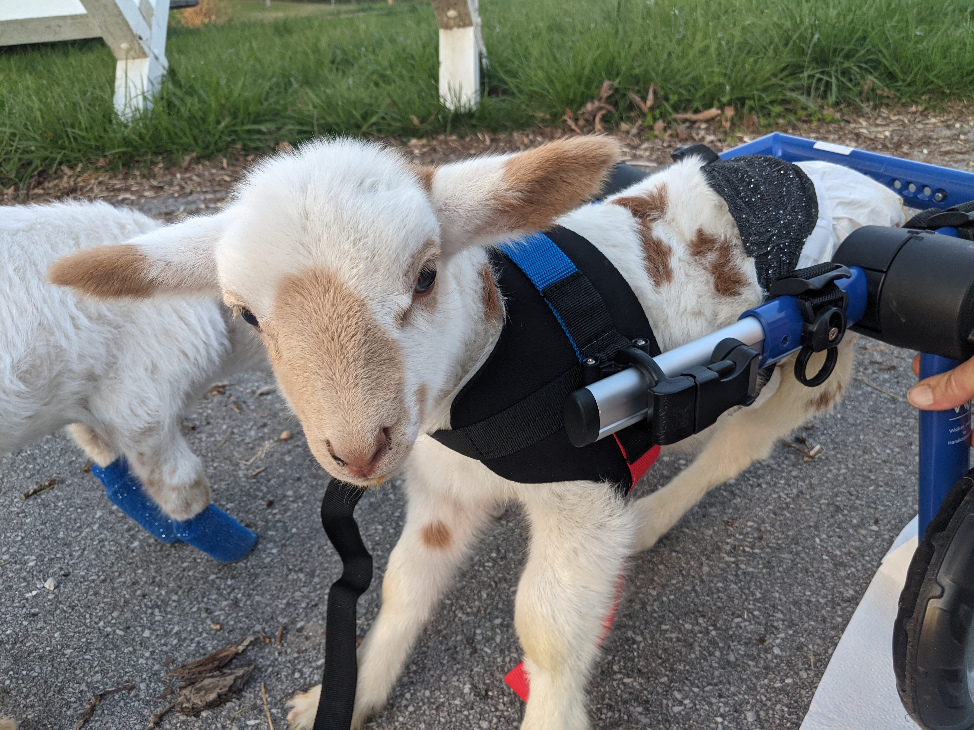 Roll on, little friend - by AC Shilton