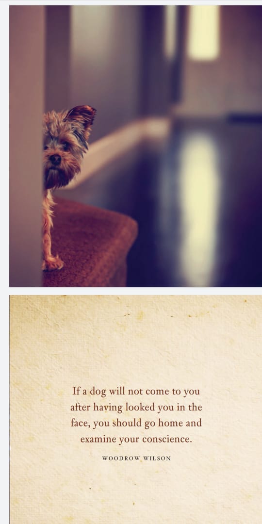 14 quotes for dog lovers. - by Peaguins