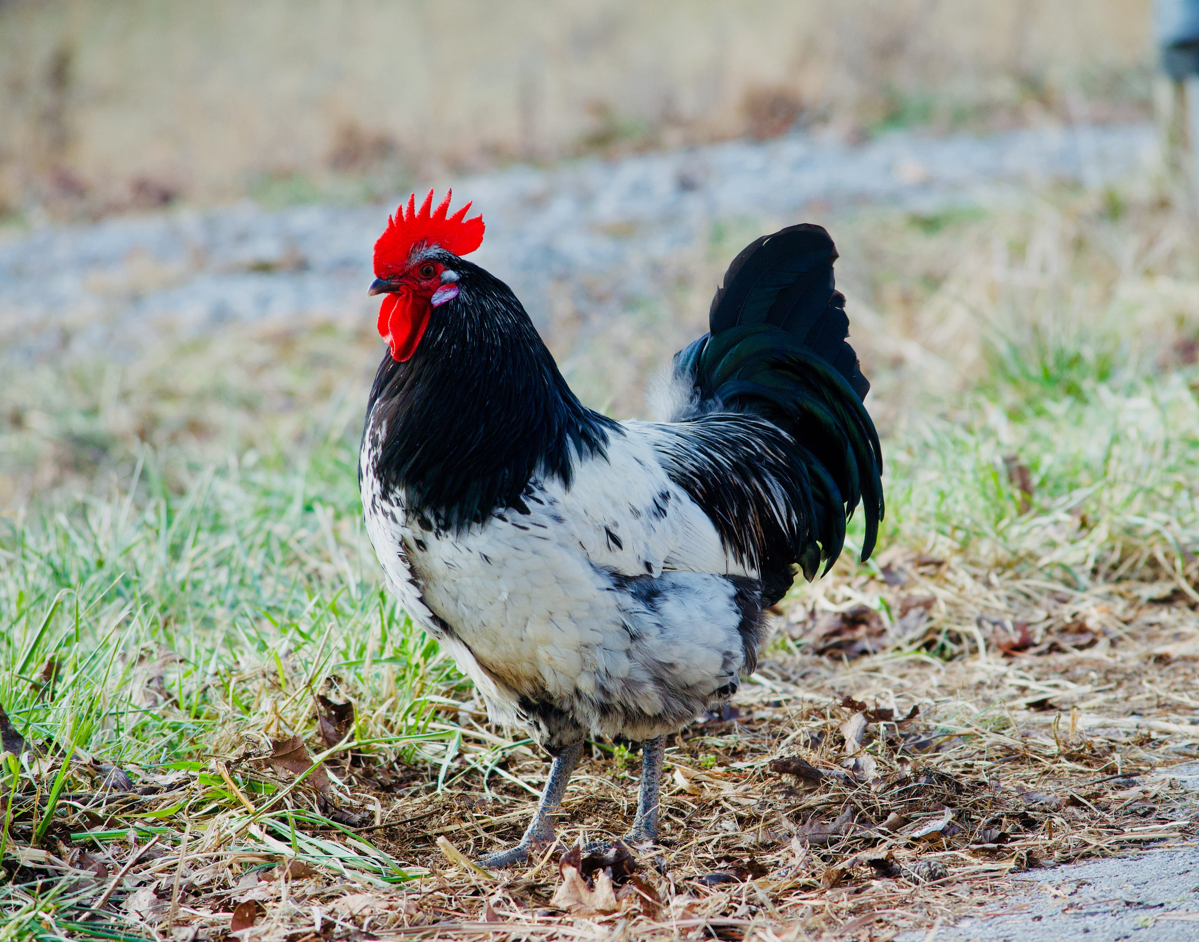 Wake And Shake Those Tail Feathers - by AC Shilton