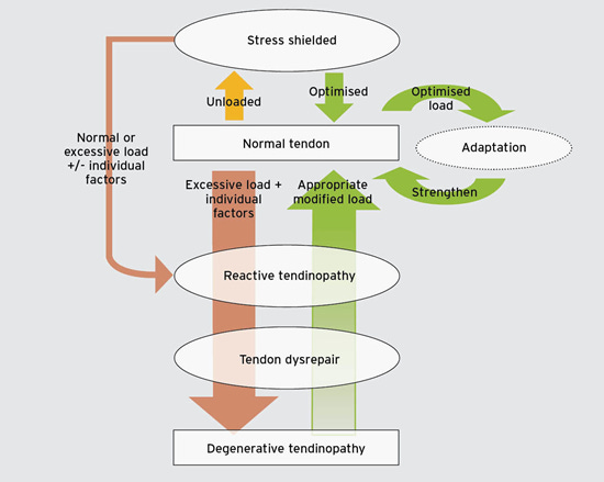 Tendinopathy- what is it and what can we do about it?
