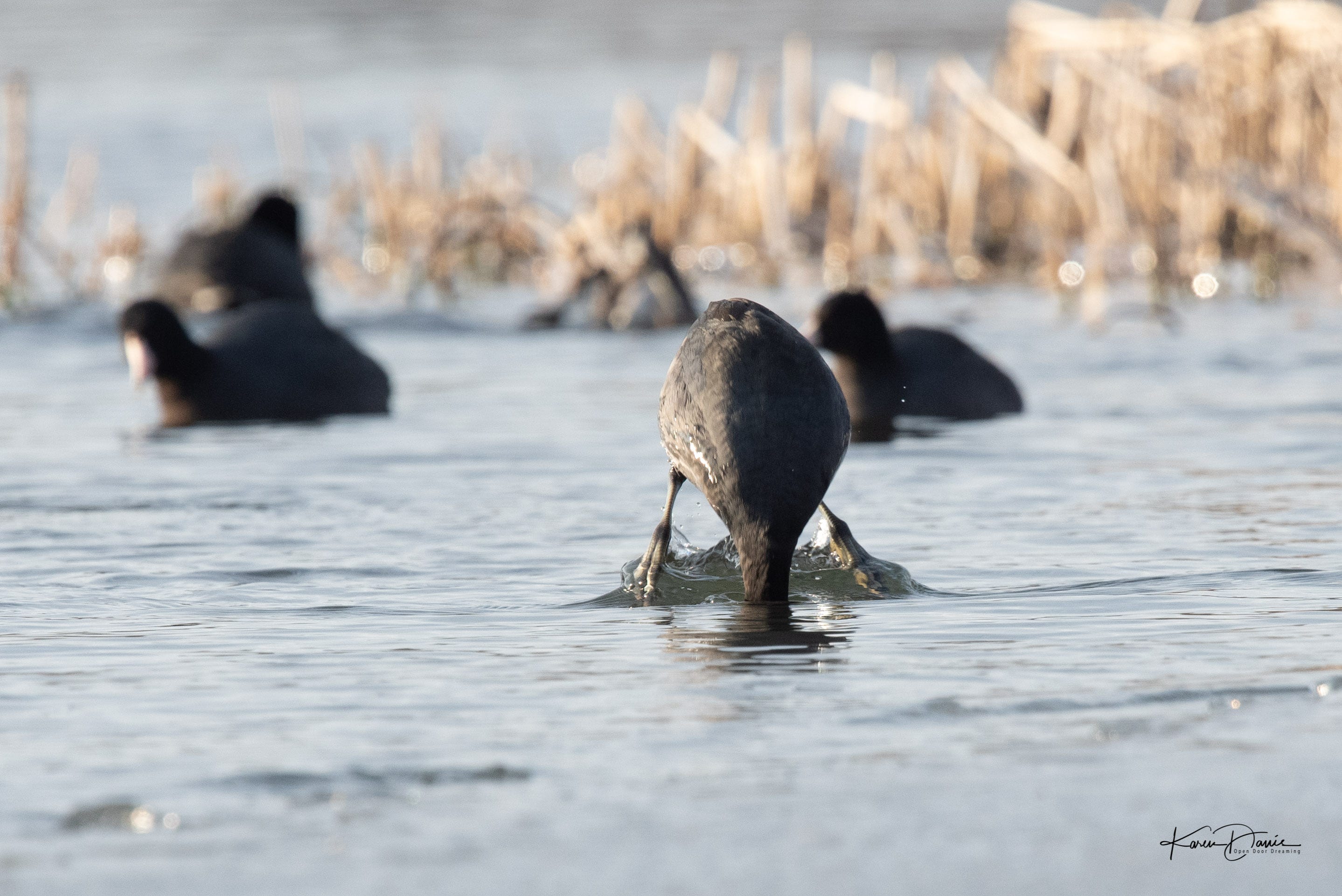 The Cootie Portal - by Karen Davis - Life in the Real World