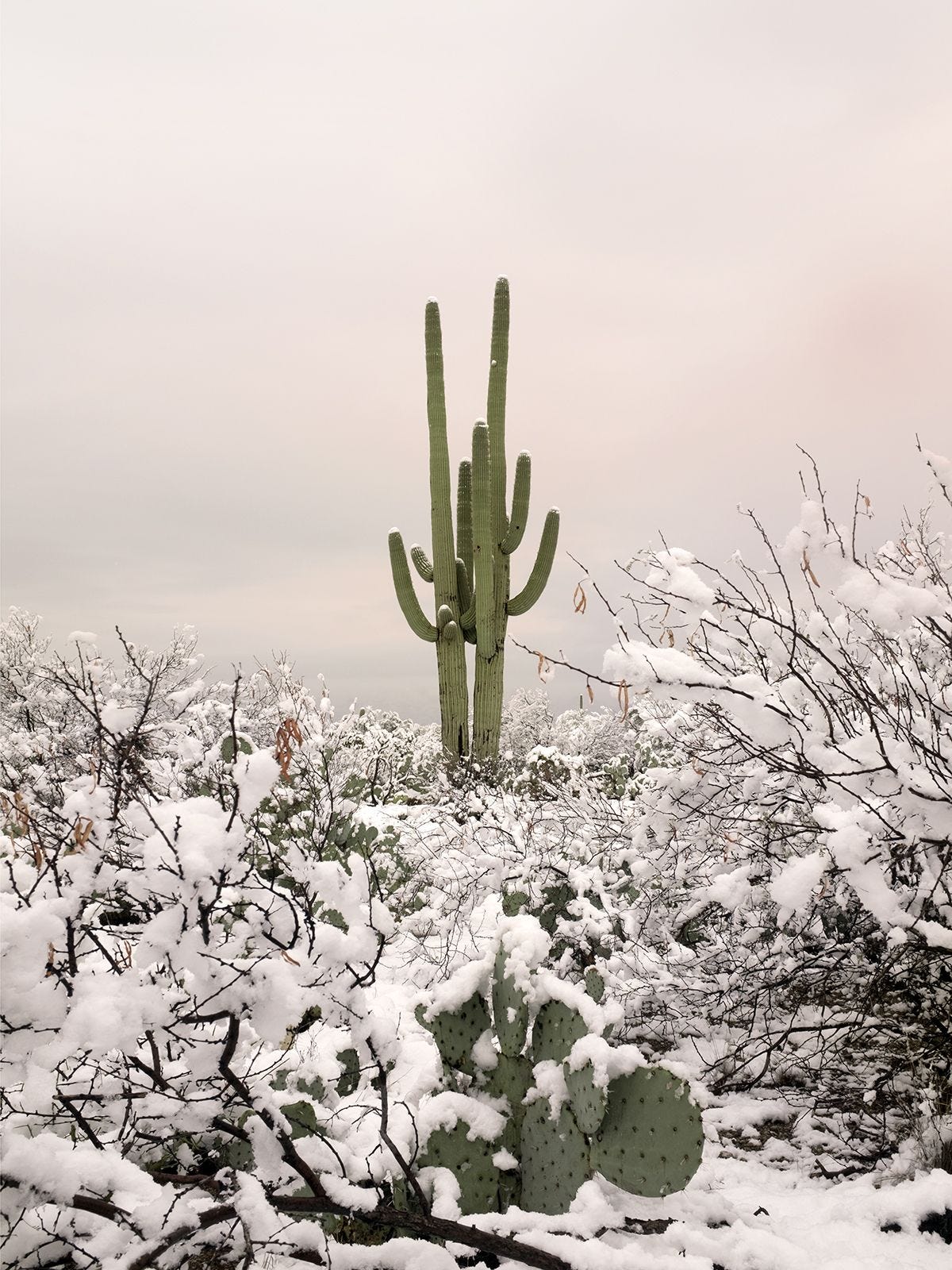 this is center - by Nellie Rose Coffy - lightbeams 💫