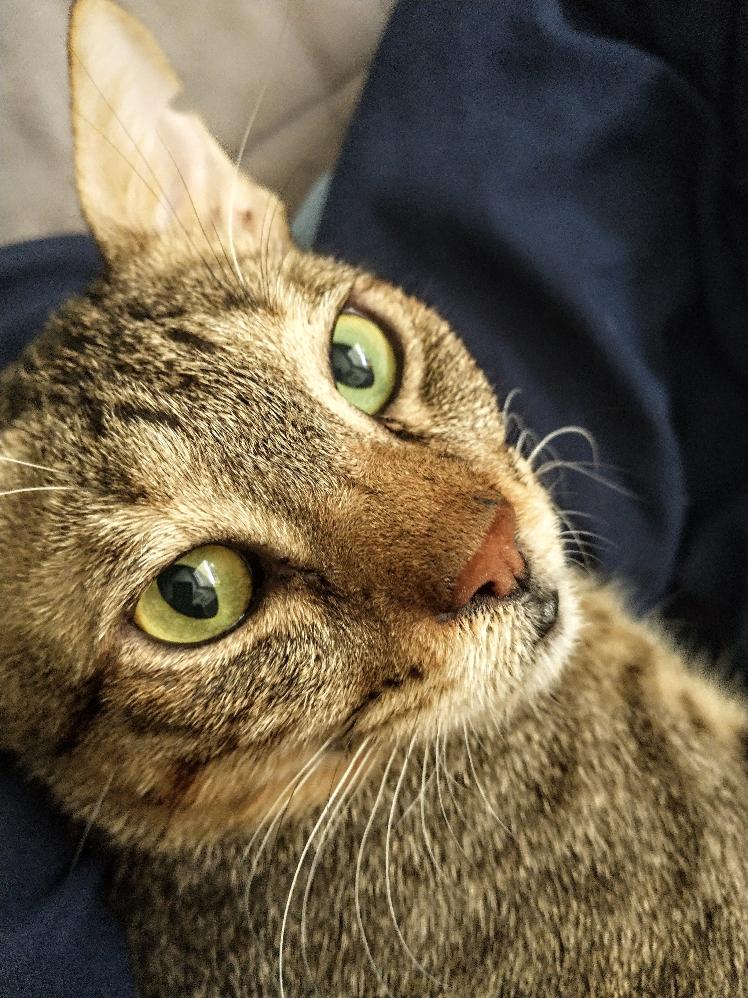 Welcome to The Clowder Room - by Caren Gussoff Sumption