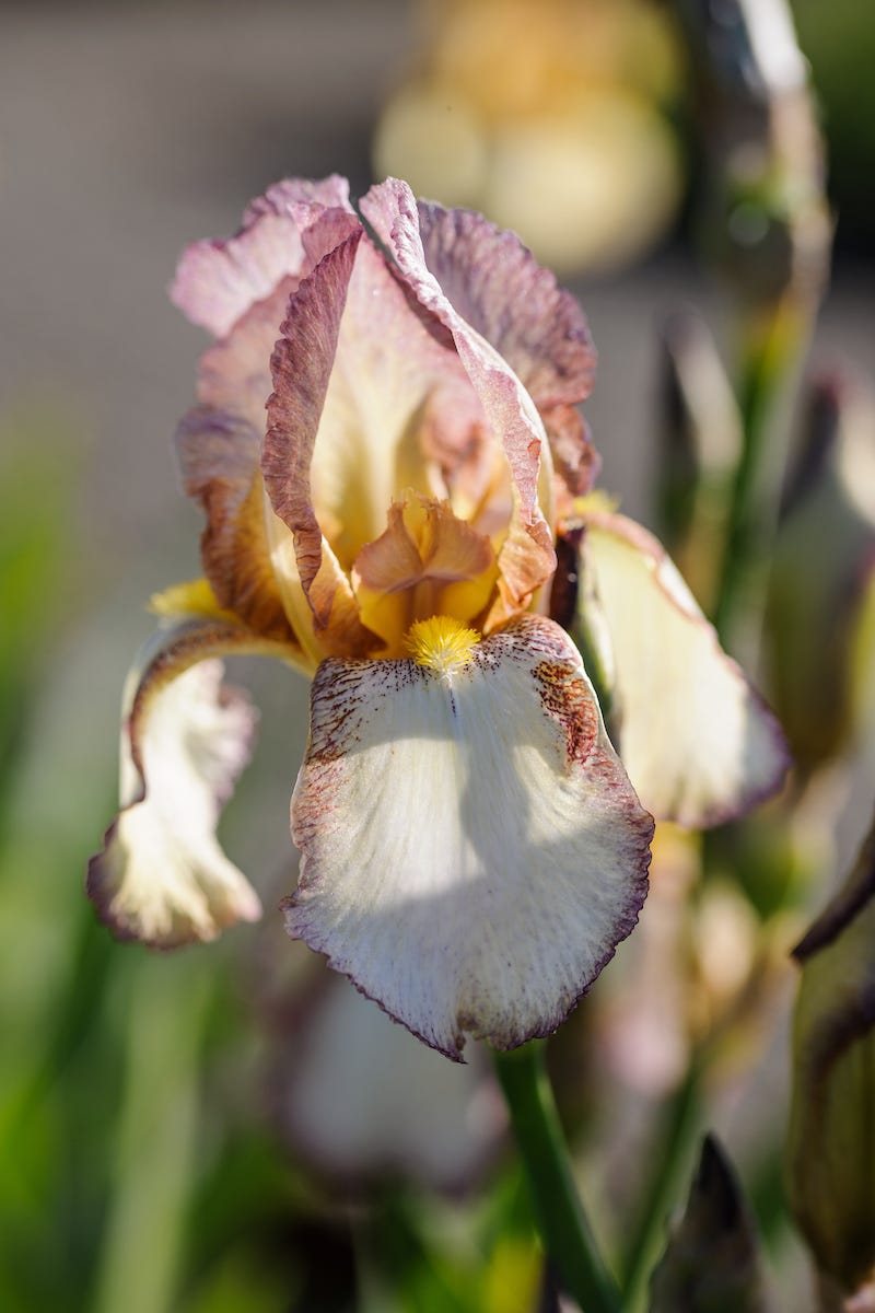 Benton irises - by Lucy Bellamy - Garden & House