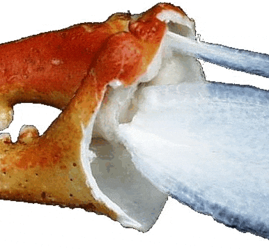 Of Apodeme and Claw - by Walter Tschinkel