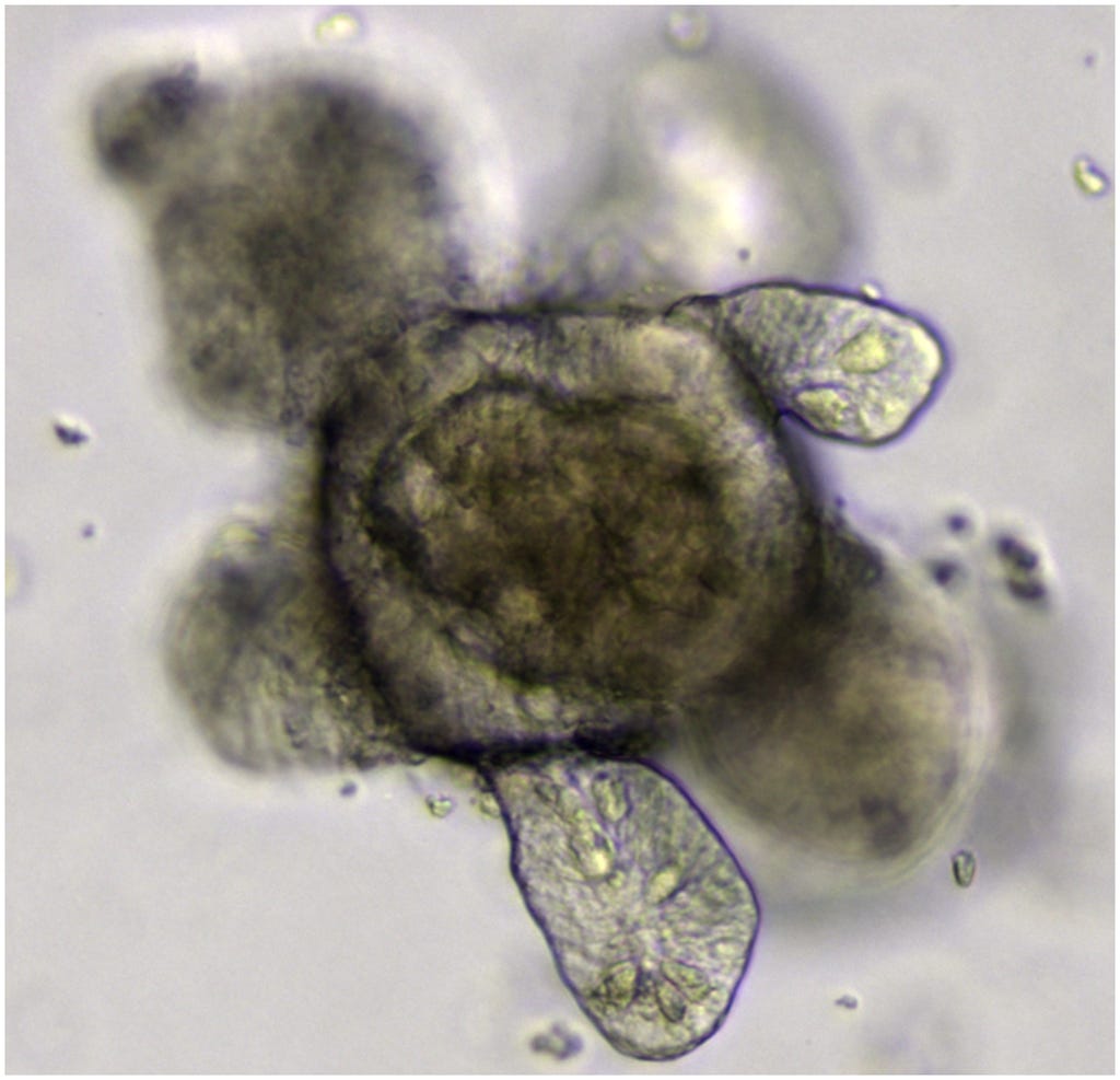 An Introduction to Organoids - by Bharath Ramsundar