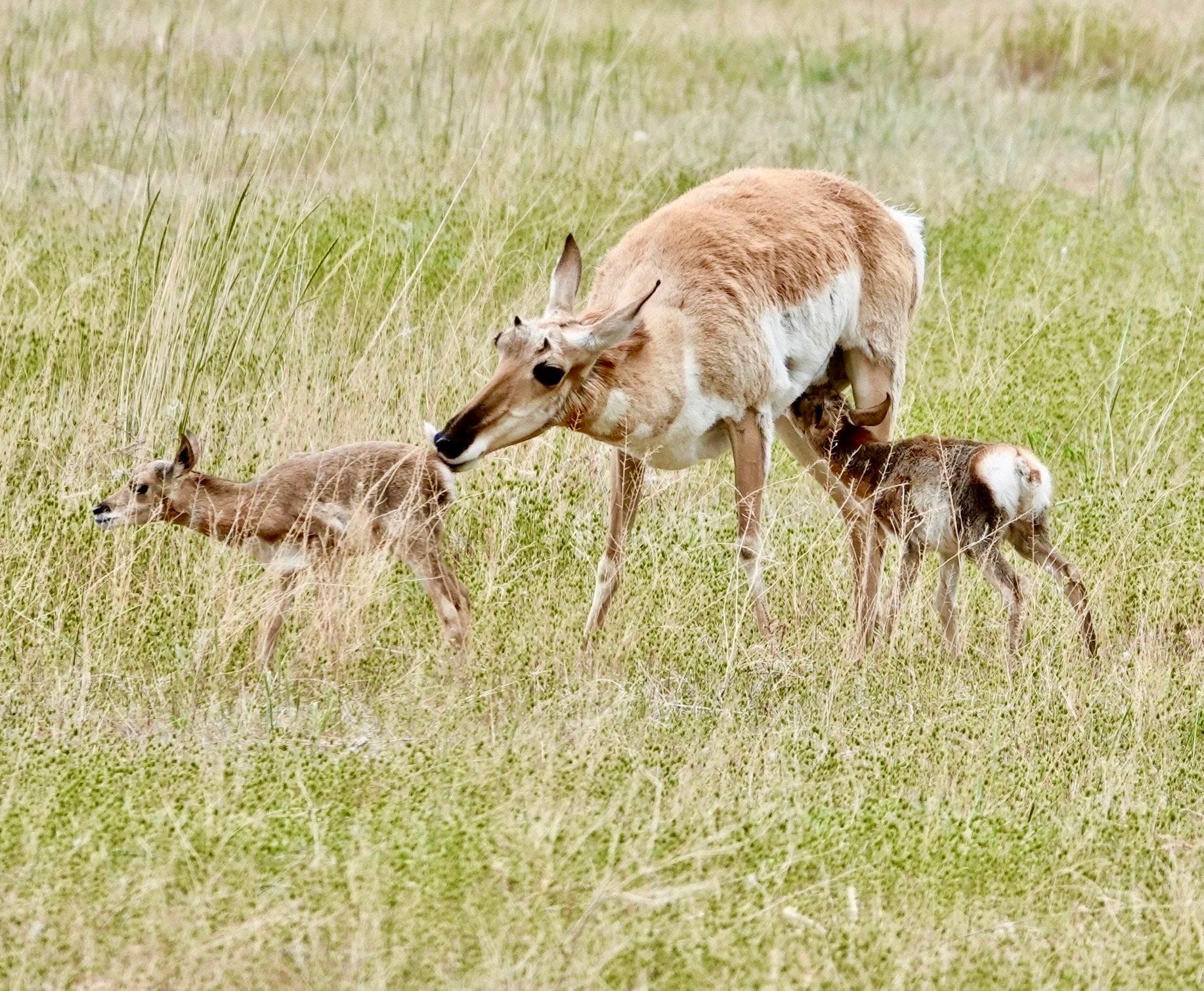 The Rise and Fall of Pronghorn - by Rick Lamplugh