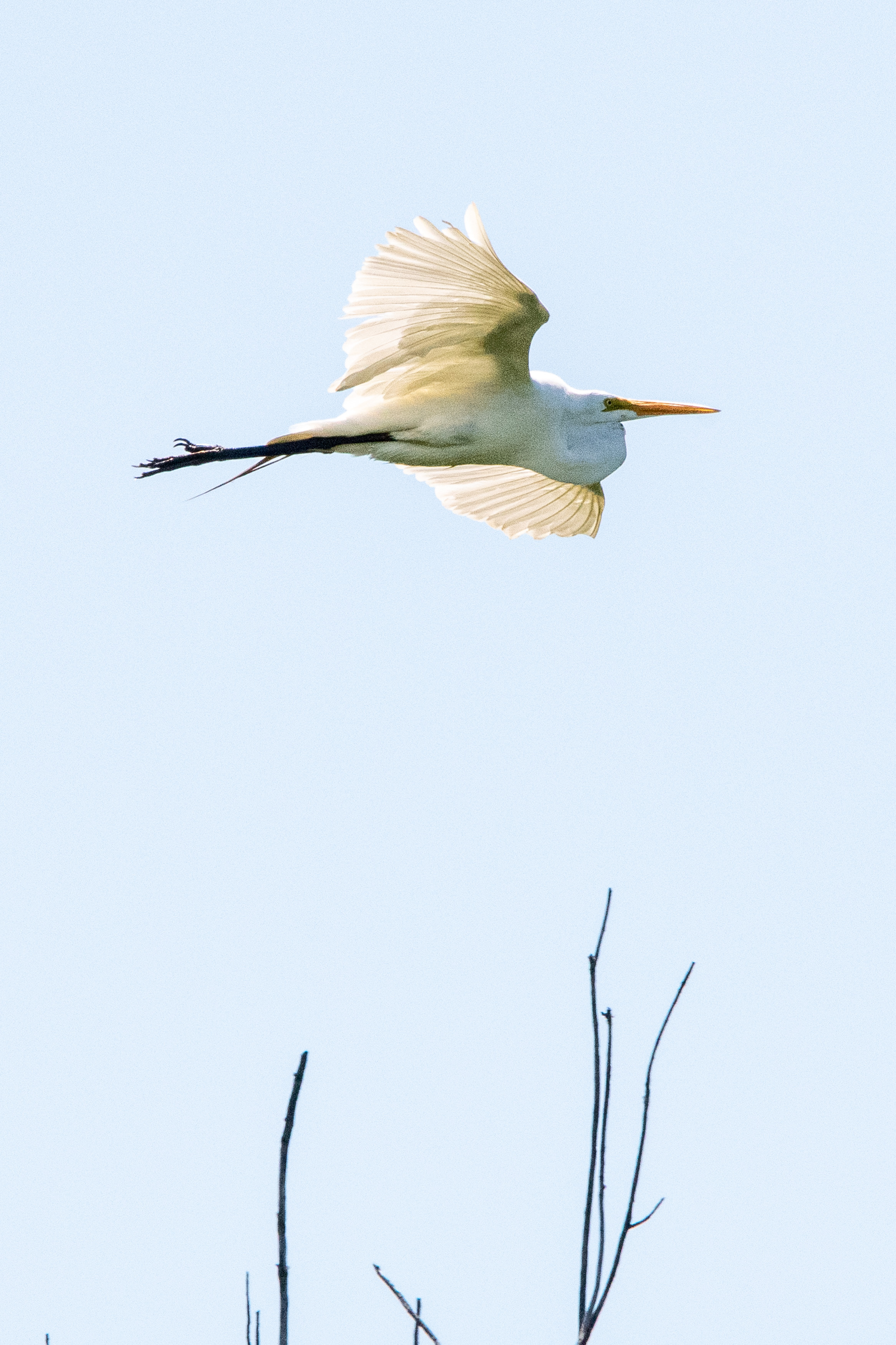 Lines and curves - by Caleb Crain - Leaflet