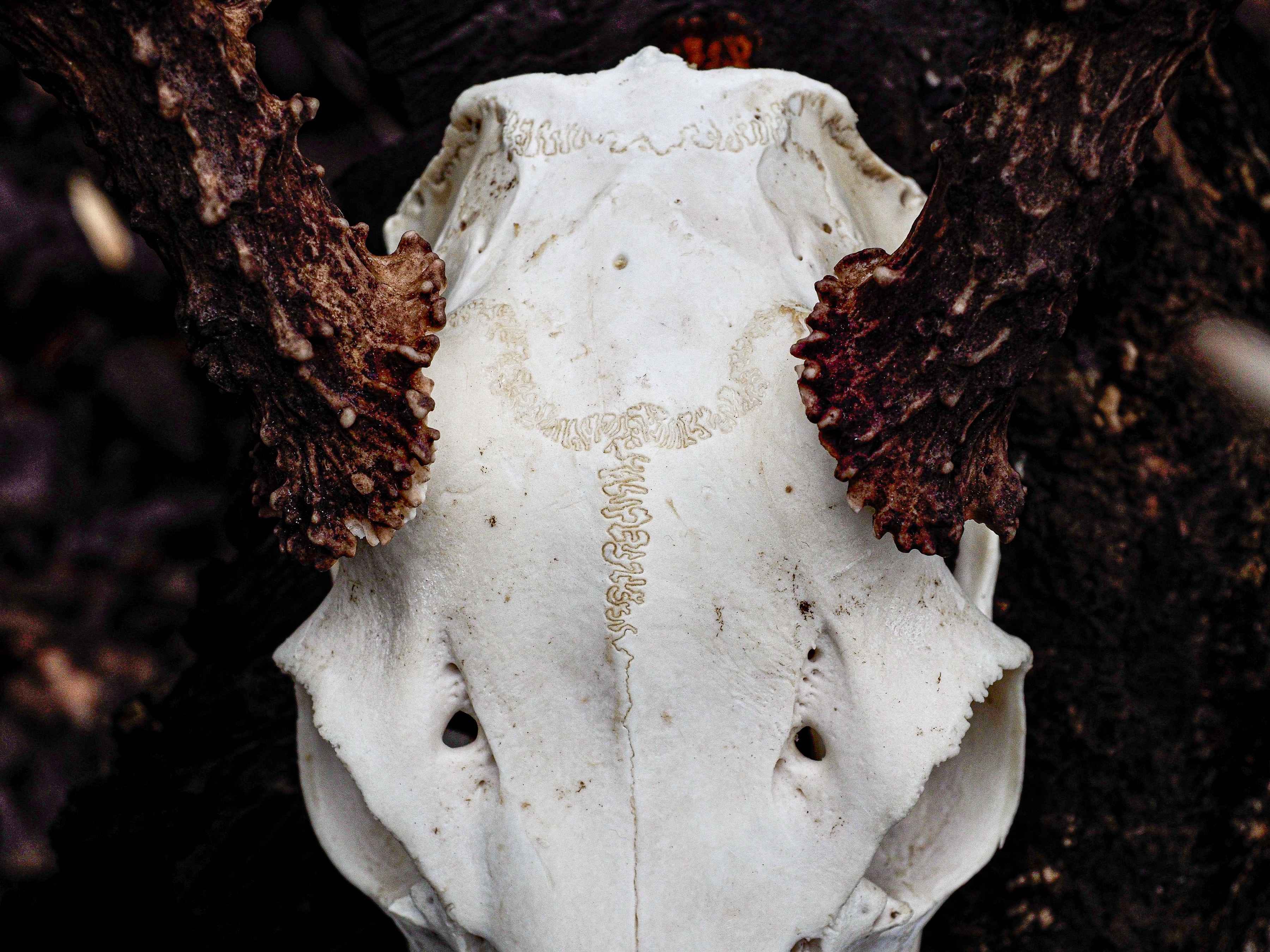 To the bone - J. Carrol Sain