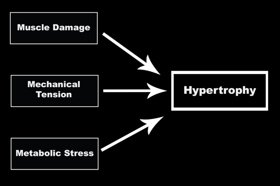 Hypertrophy: Adaptation Mechanisms & Training Guidelines