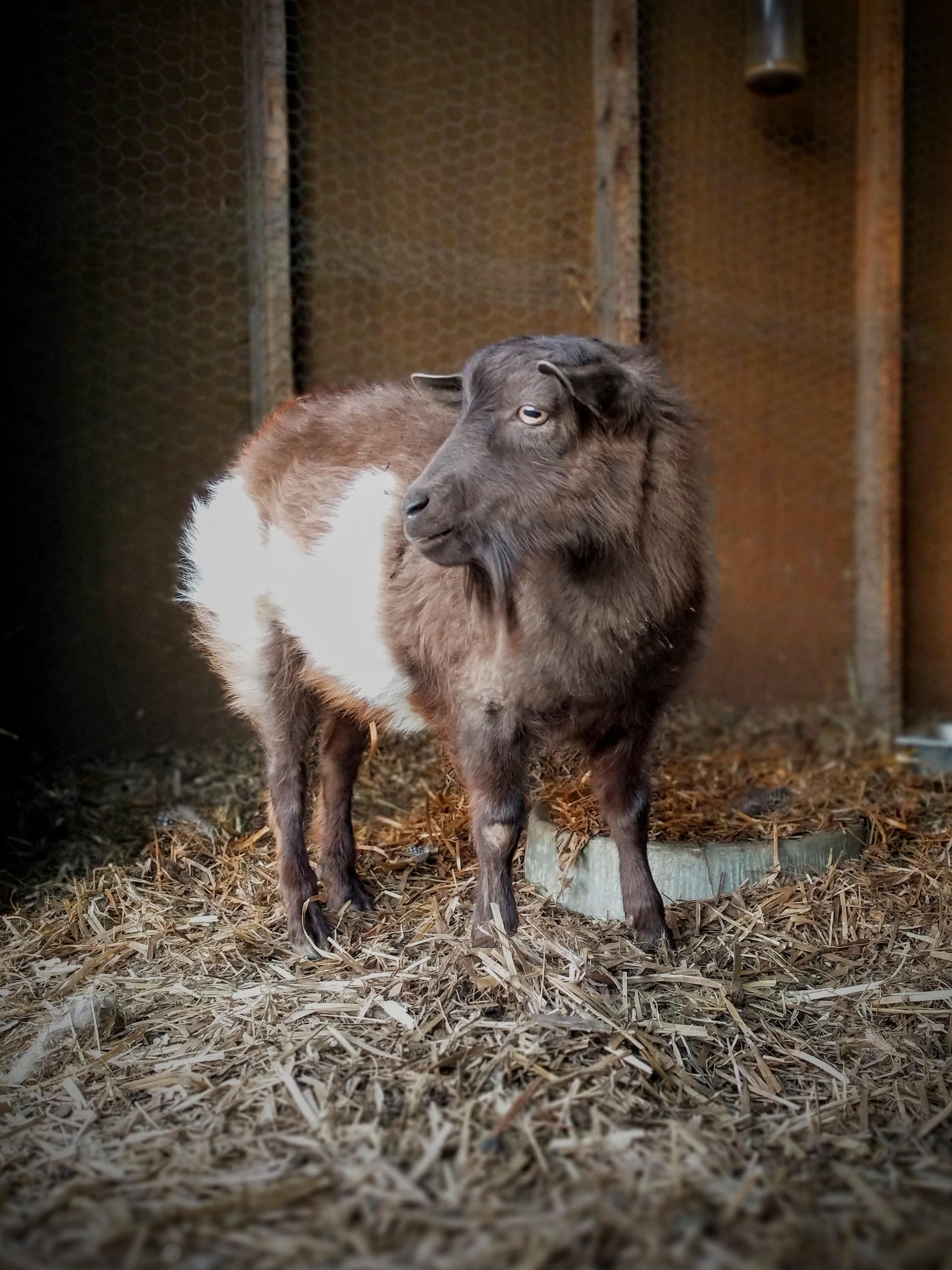 Magpie Hollow Farm | Substack