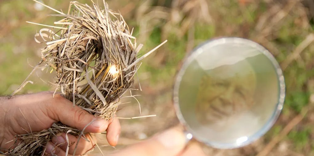 Spontaneously Combusting Narratives - The Good Citizen