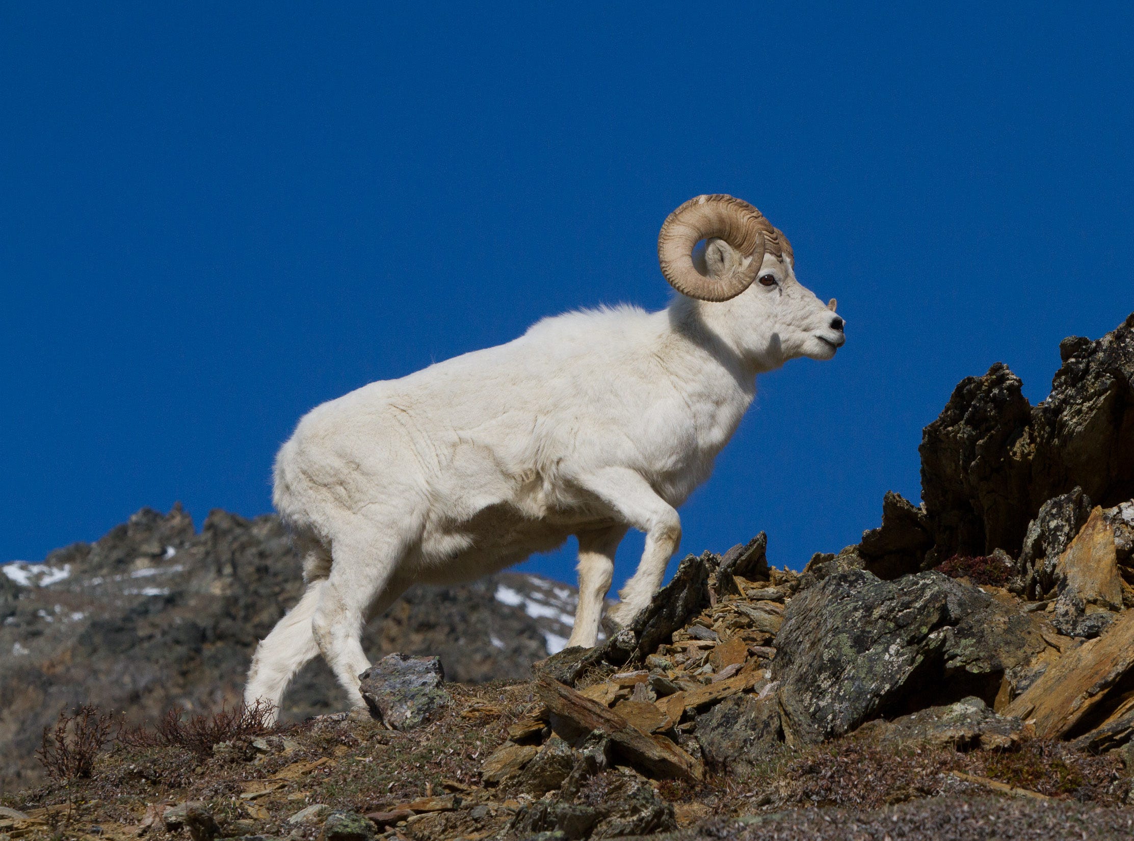 Alaska’s Wild Ovid: Dall Sheep - by Jordan Schaul PhD