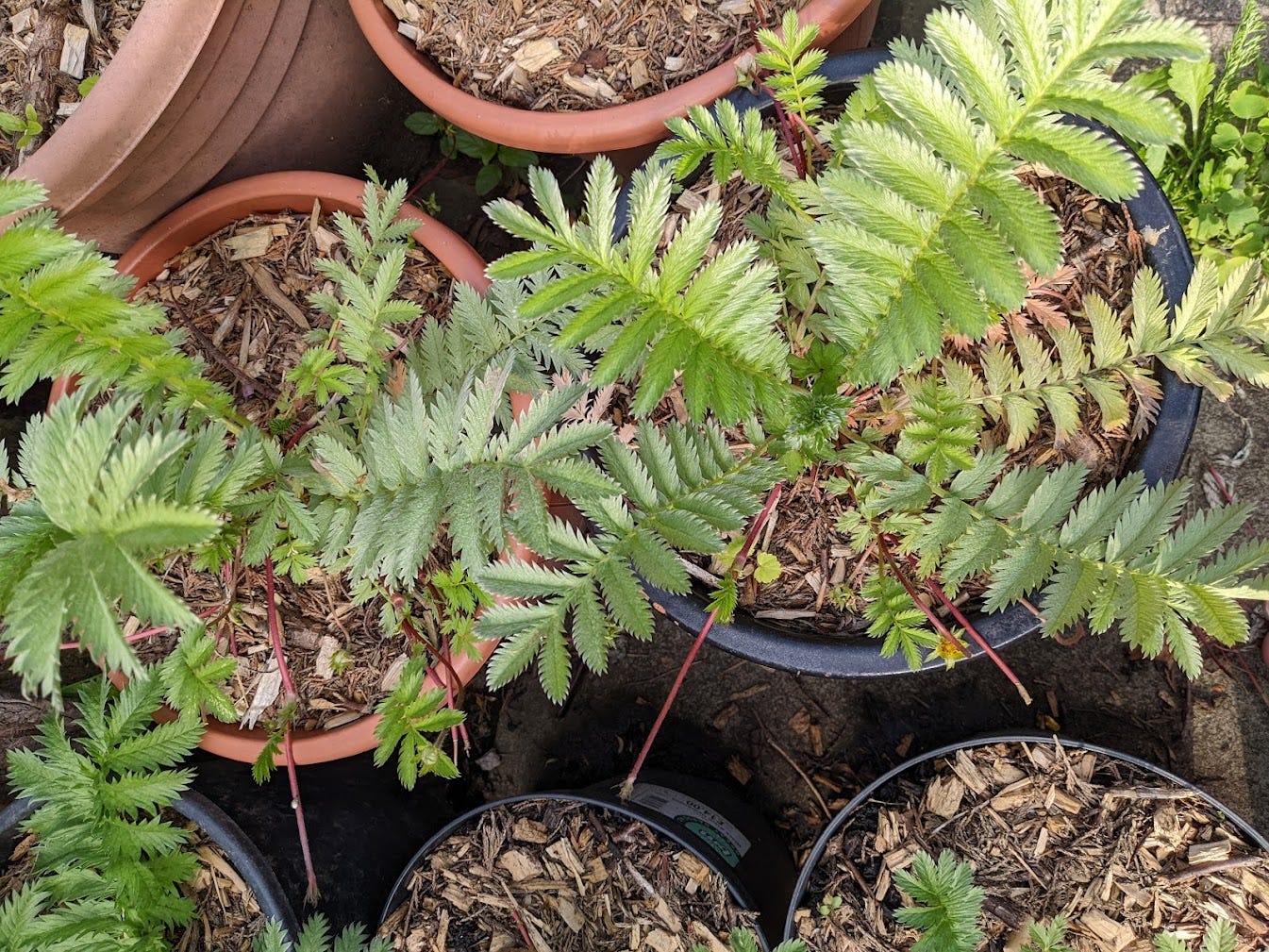 Silverweed Breeding Progress Report #2 - by A. Potentilla