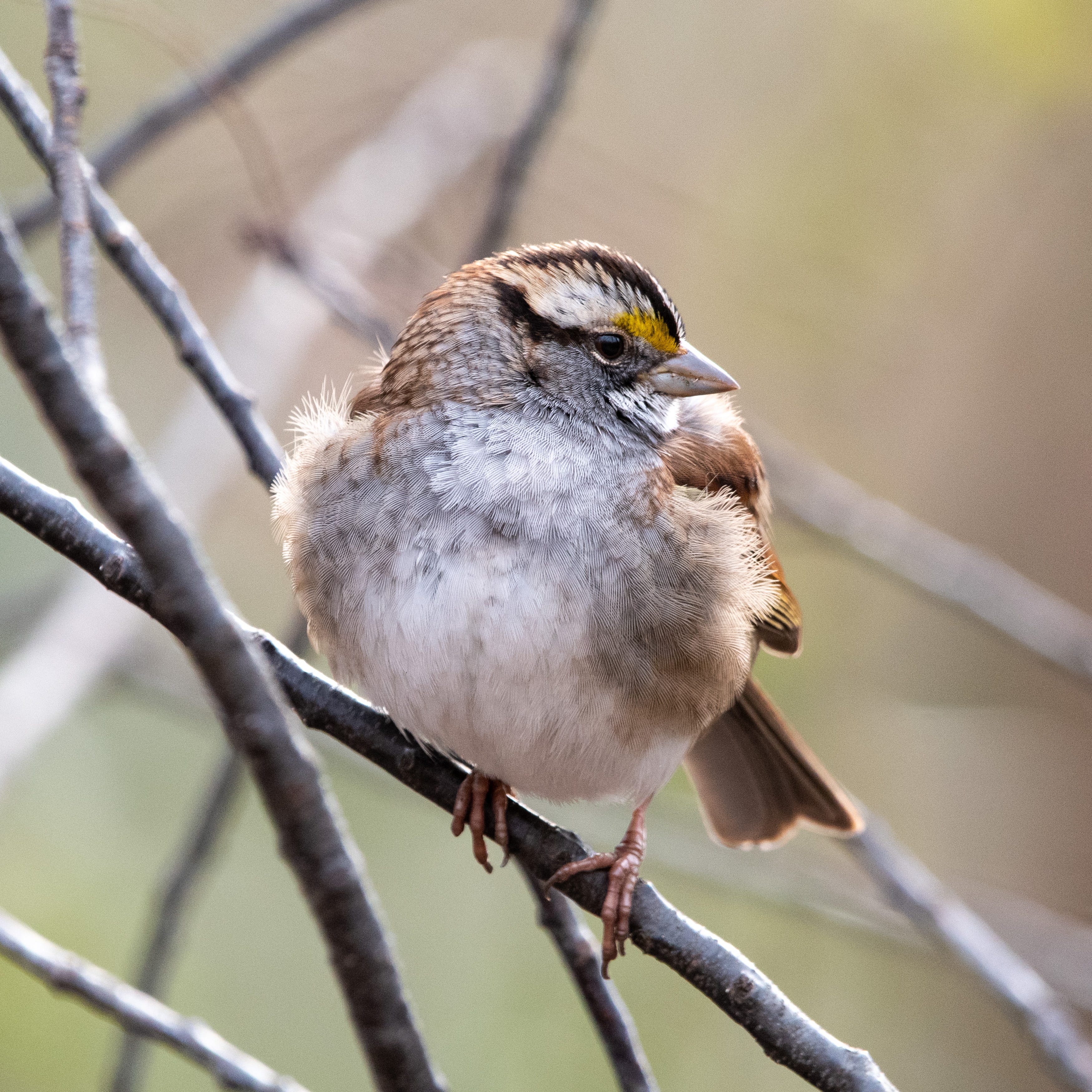 Sparrows - by Caleb Crain - Leaflet