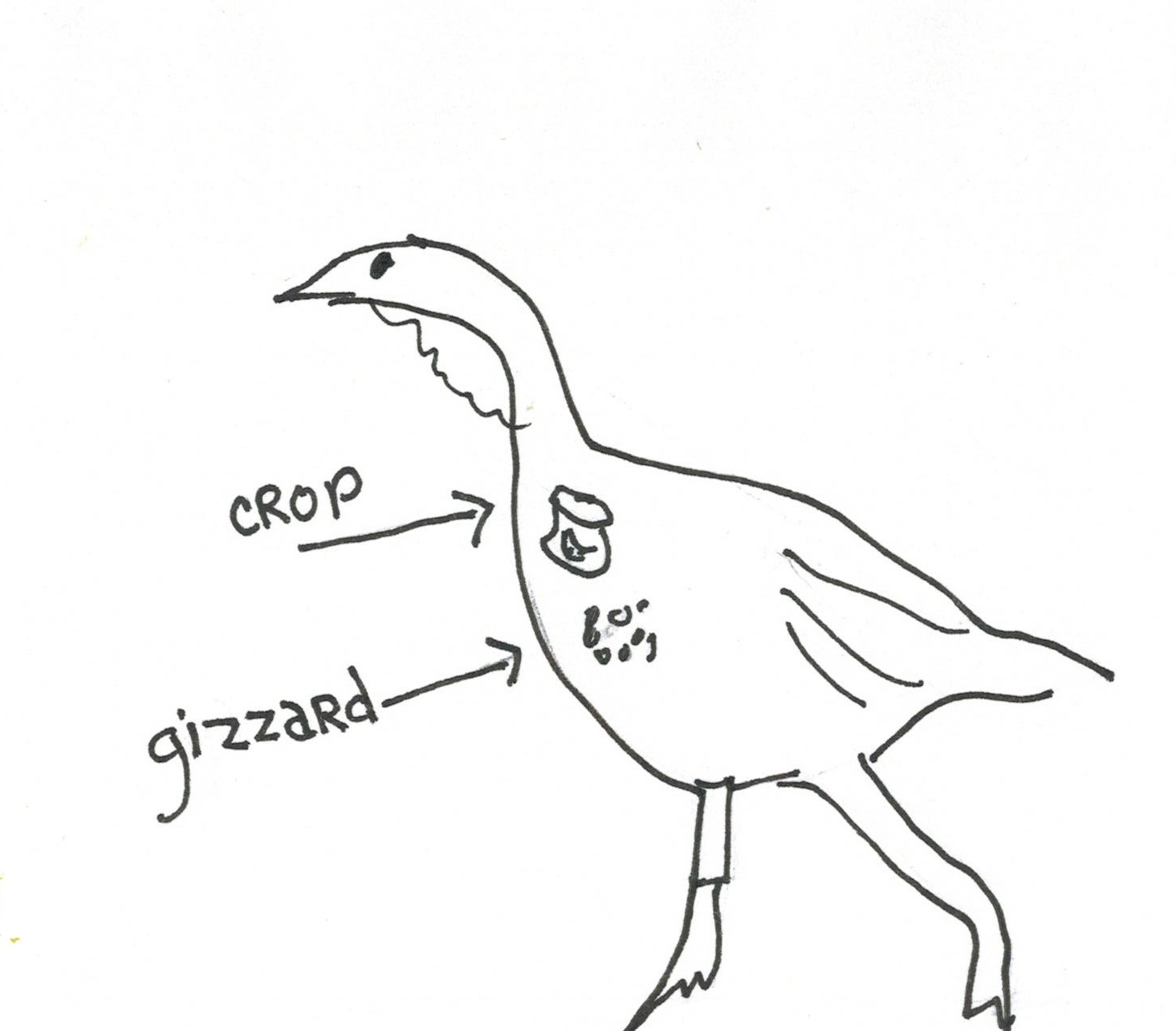 Wild Turkey Sister Talk - by Jenny Dudley - Whoop Jenny!
