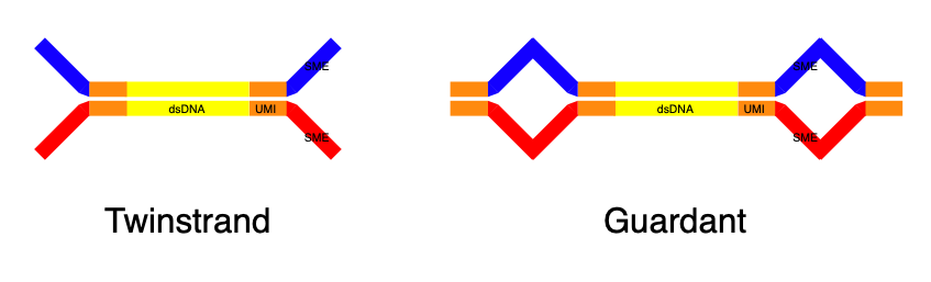 Guardant and Twinstrand - by Nava Whiteford