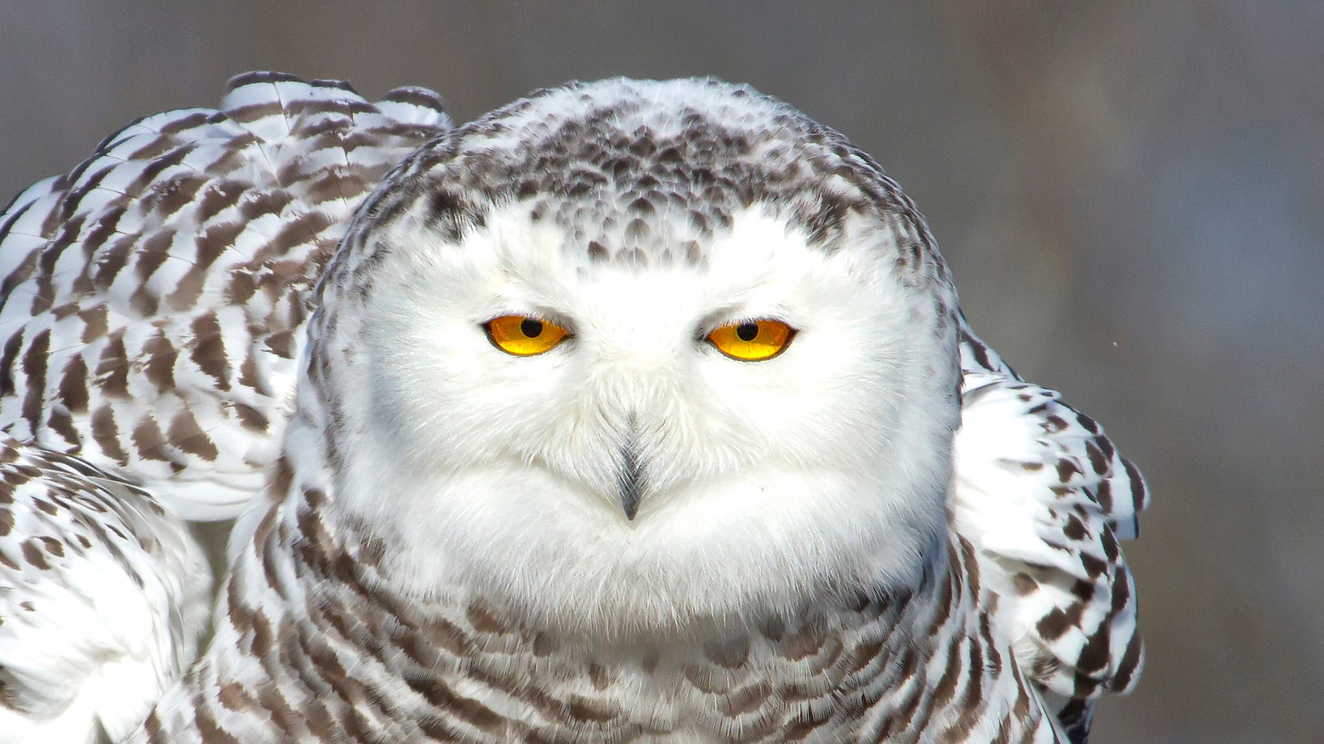 Arctic Owls on a Warming Planet - by Bryan Pfeiffer