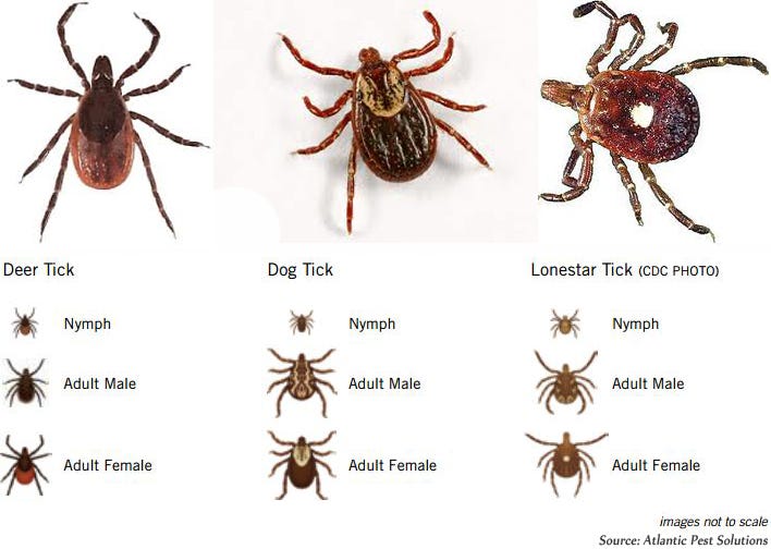 What To Do if You Find a Tick on Your Child
