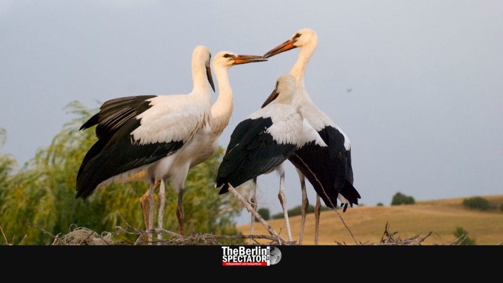 Germany: First Storks Show Up in Brandenburg