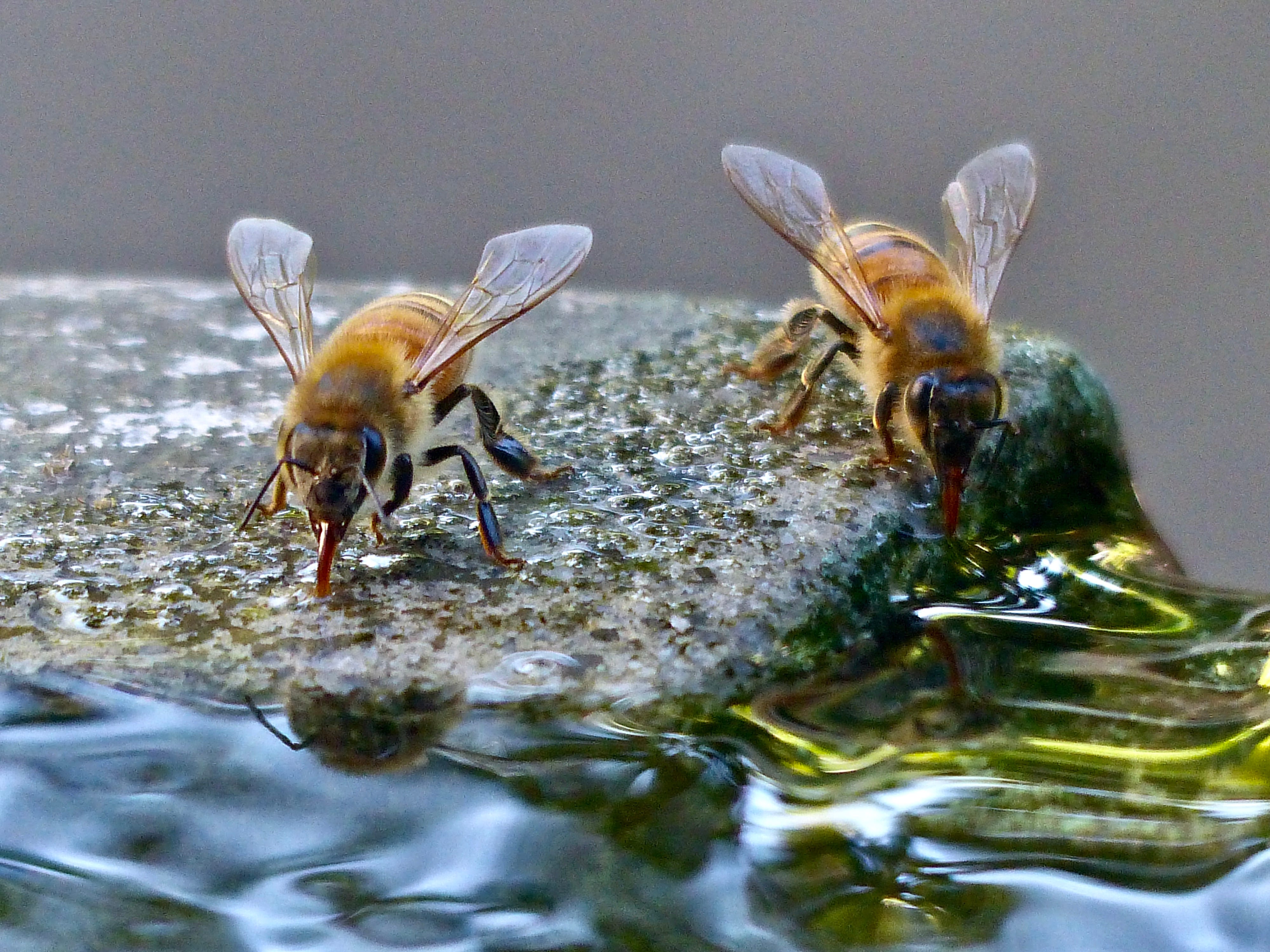 Bees and Wolves - by Rick Lamplugh - Love the Wild