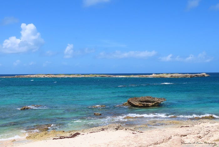 Birding Off the Beaten Path - West End Point/Blolly Ham Bay