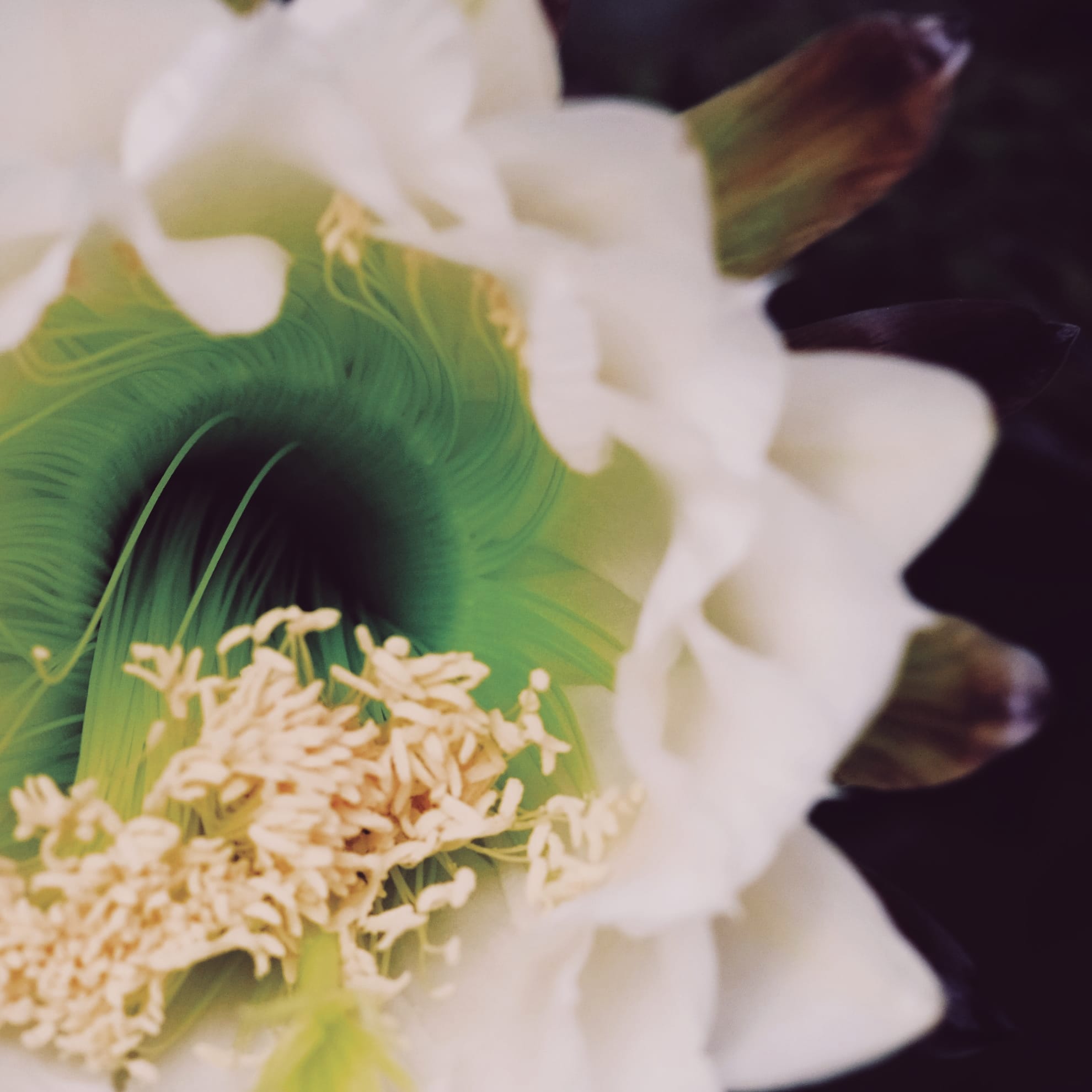 What Huachuma Wants - by Huachuma Collective - AGUA·COYA