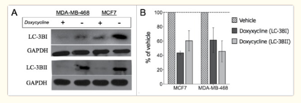 Repurposing of the antibiotic Doxycycline as an antiviral and anti ...