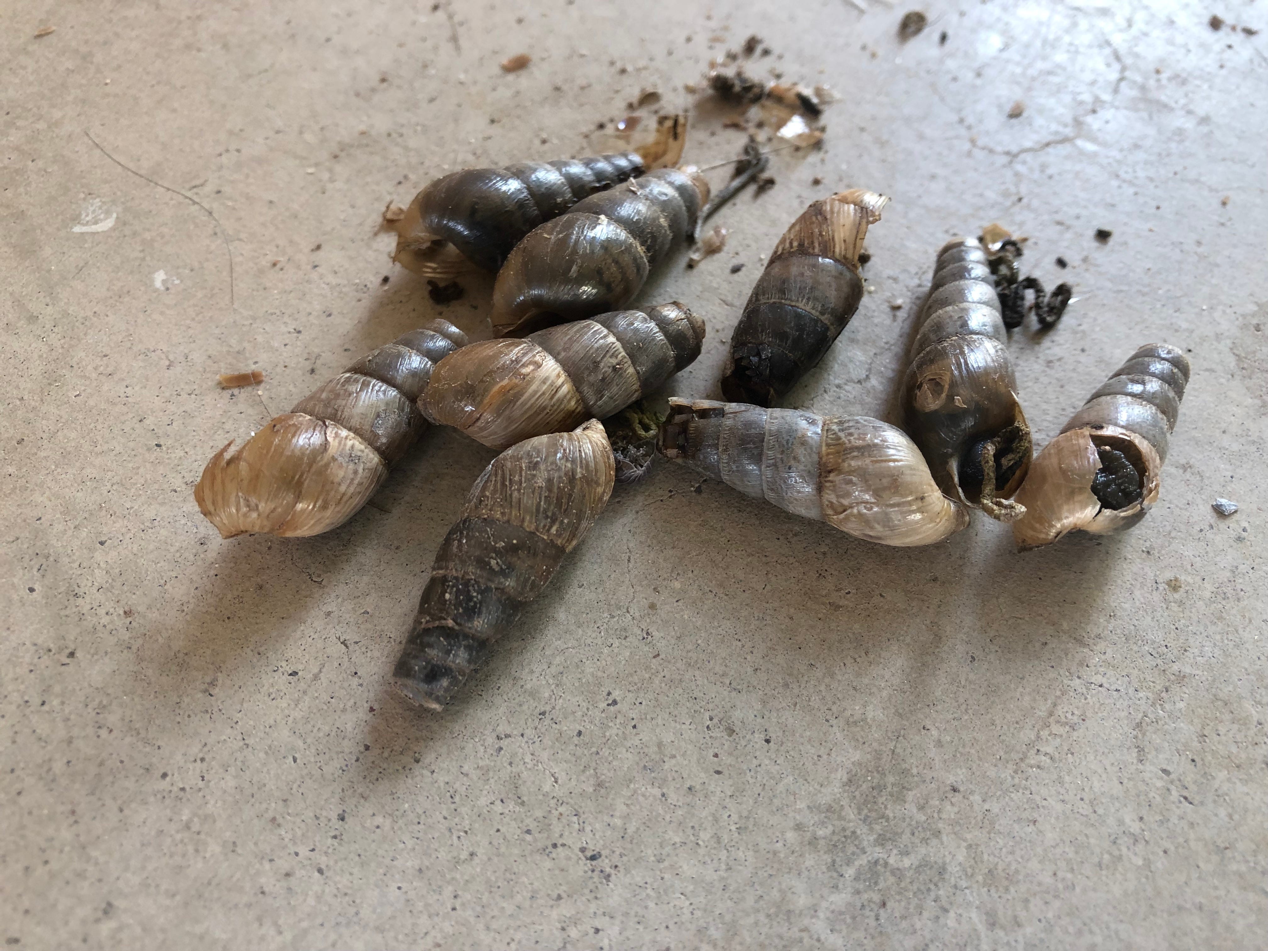 Hand-Strangled Elk Ad - by ADH - solarshades.club