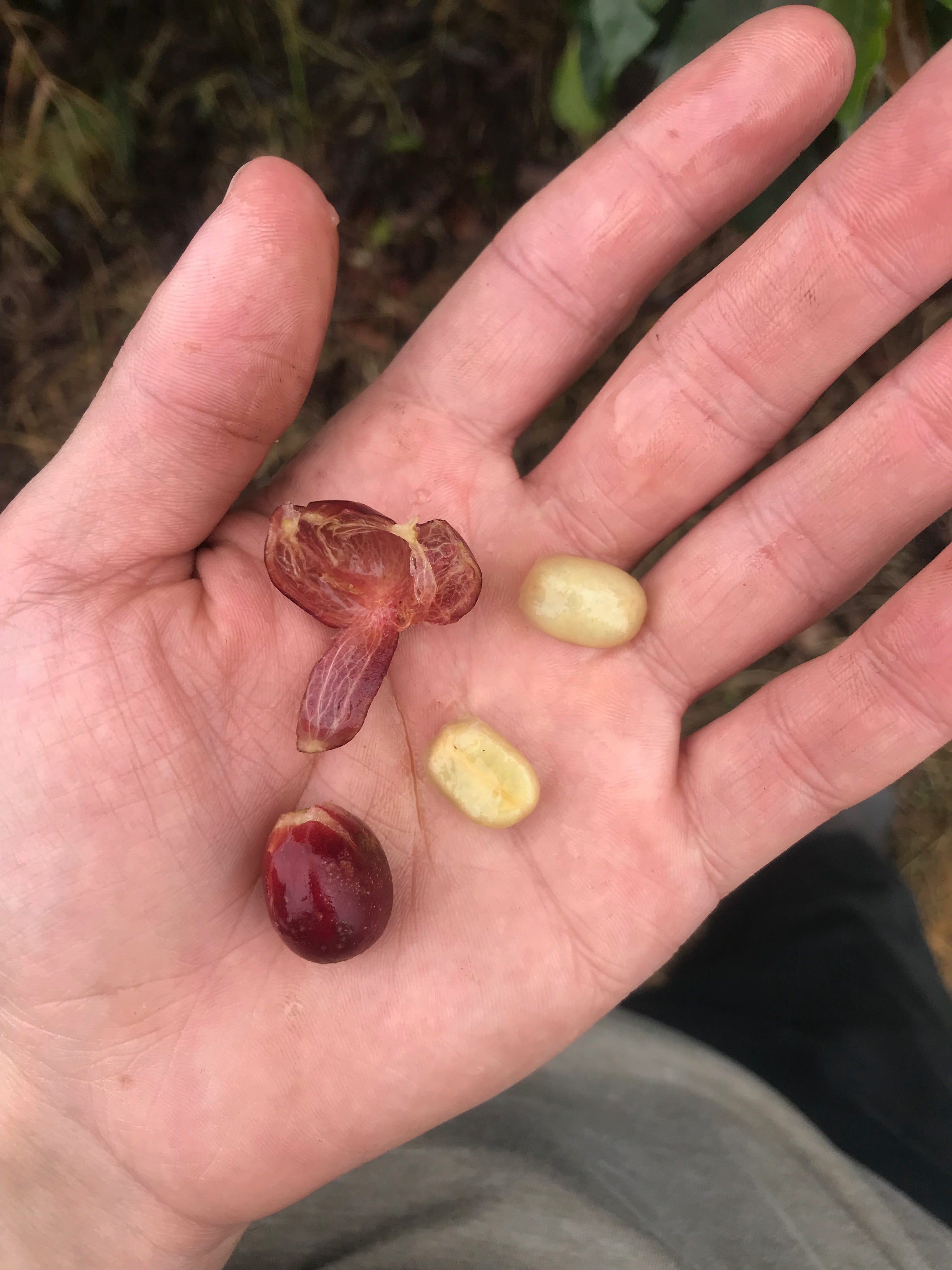A Fermented Green Coffee That Tastes Like Cherries