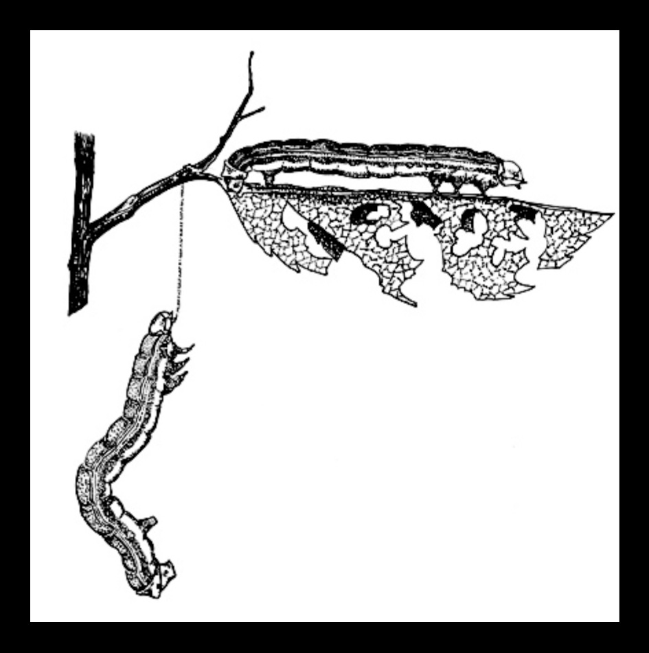 The Palmer Worm | Substack