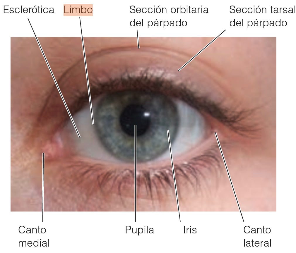 Anatomía del ojo en Oftalmología - by Harold Ferraz