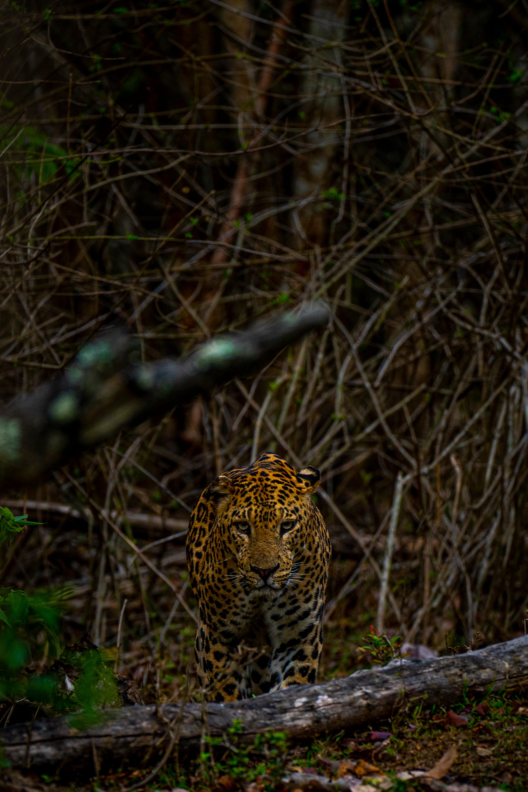 Natural Framing - by Dhruv Matthan - Scientia Šerida