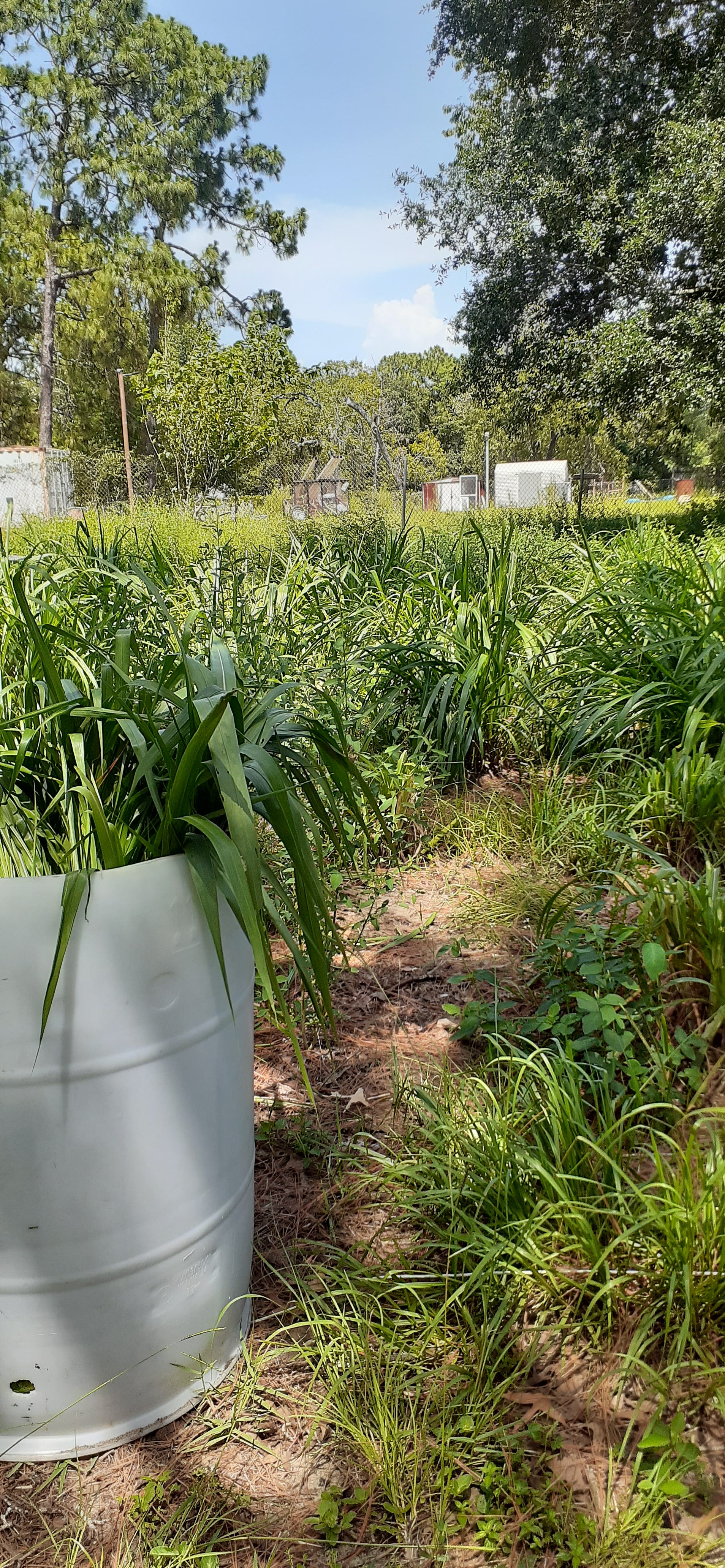 Best Grass For a Florida Homestead