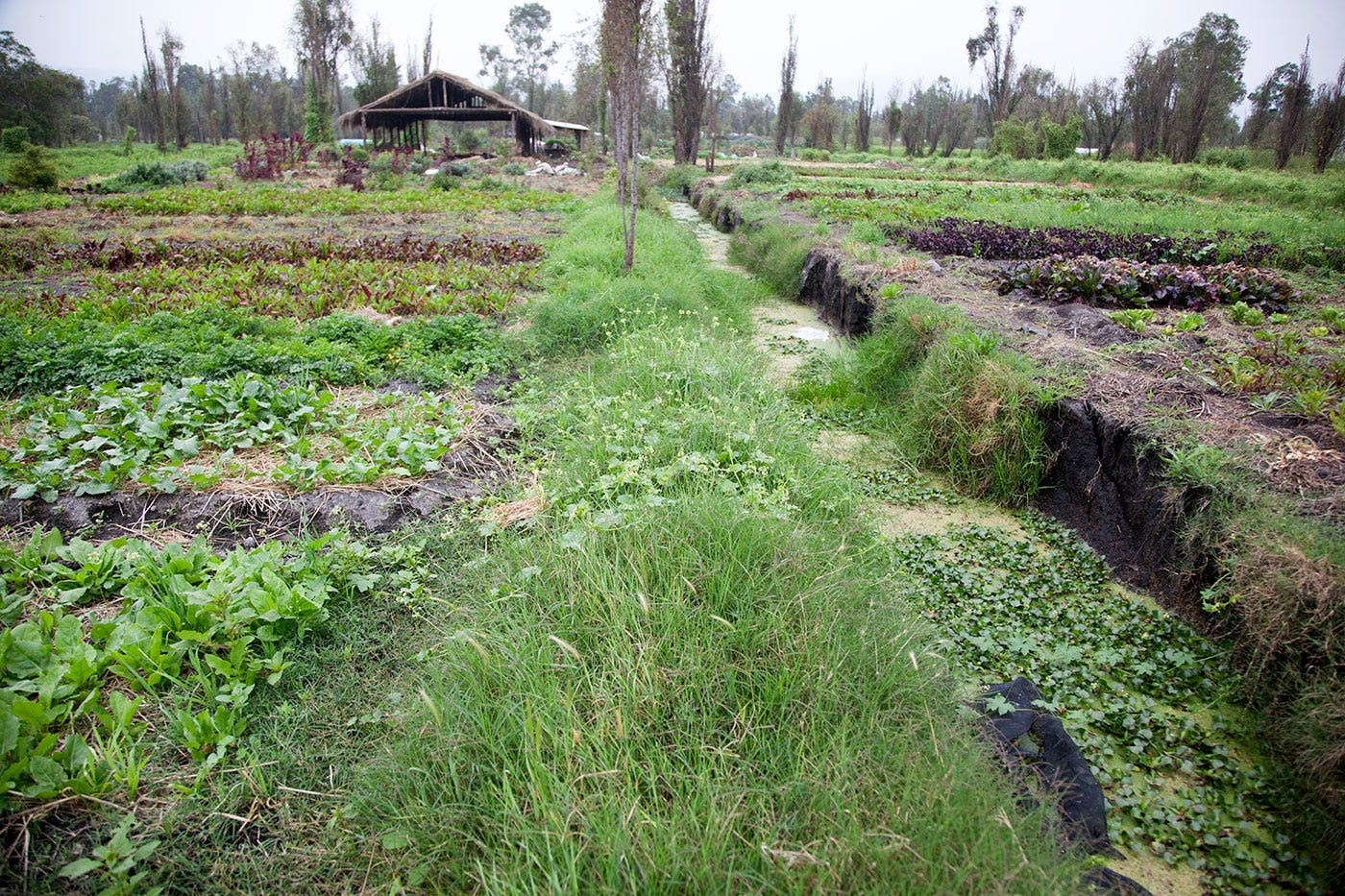 The Chinampas of Xochimilco - by Nicholas Gill