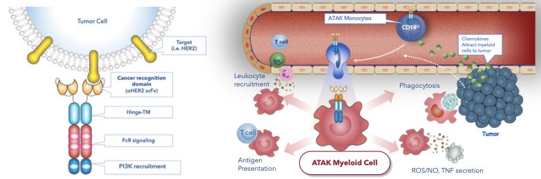 CAR-Macrophage: A New Candidate For Treatment of Solid Tumors