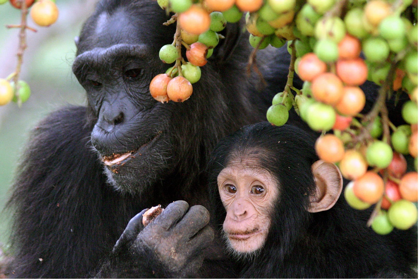 Who Do You Think You Are?! - by nancy kogel - Awe-gasm