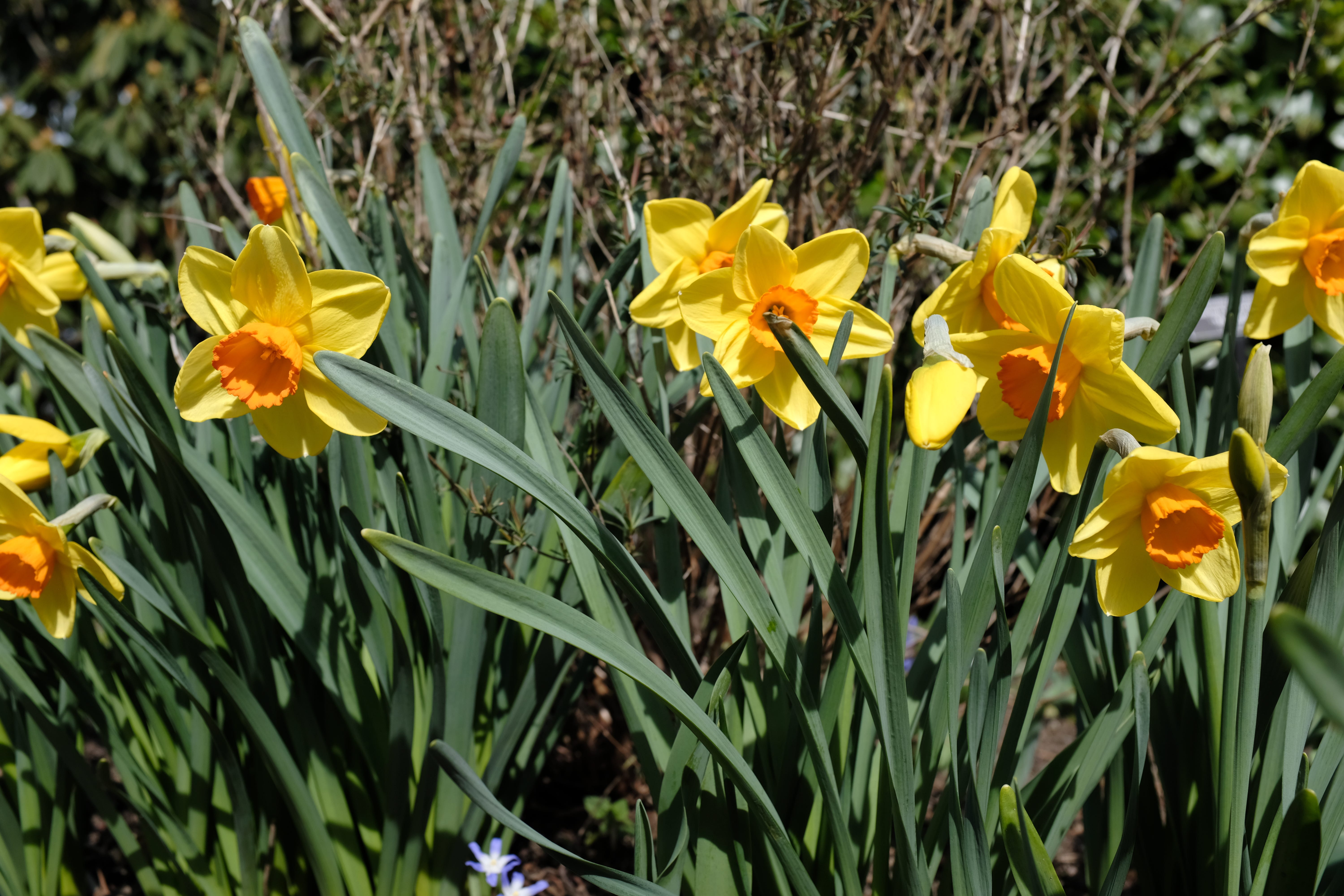 False spring - by Jessica McKenzie - Pinch of Dirt