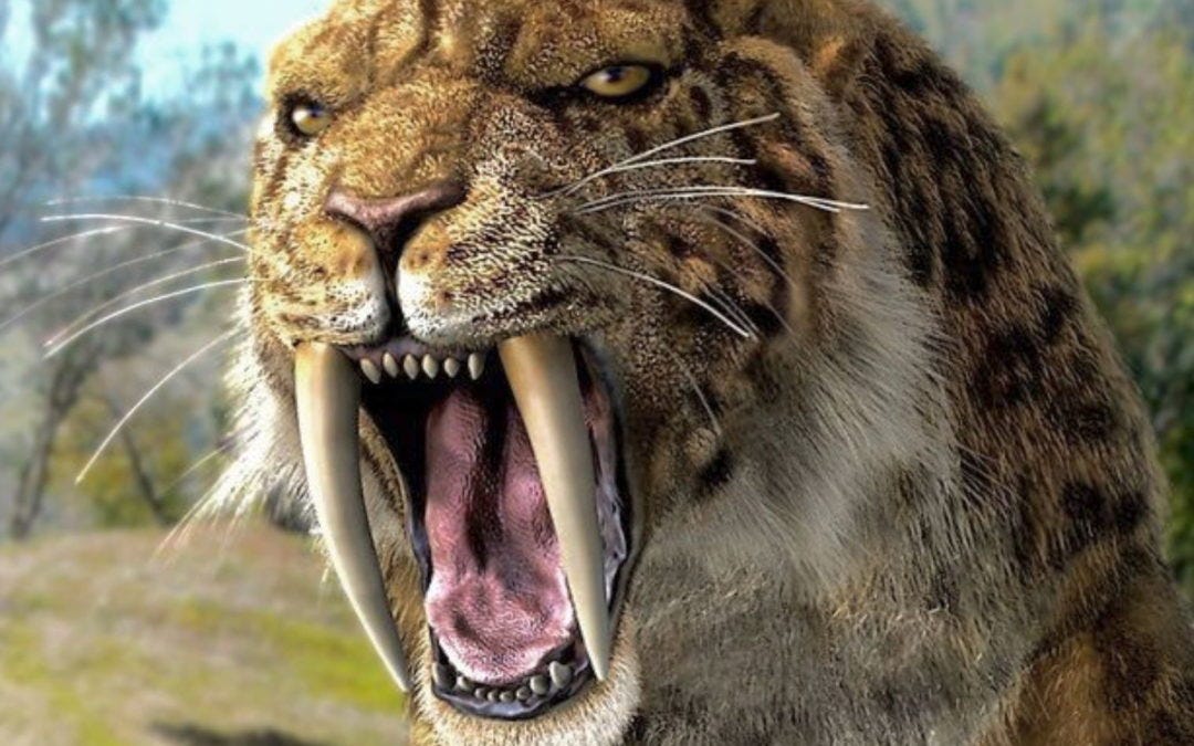 Dents De Tigre Humain