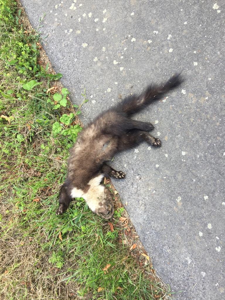 Failures of Empathy, Part I - by Luisa Rollenhagen