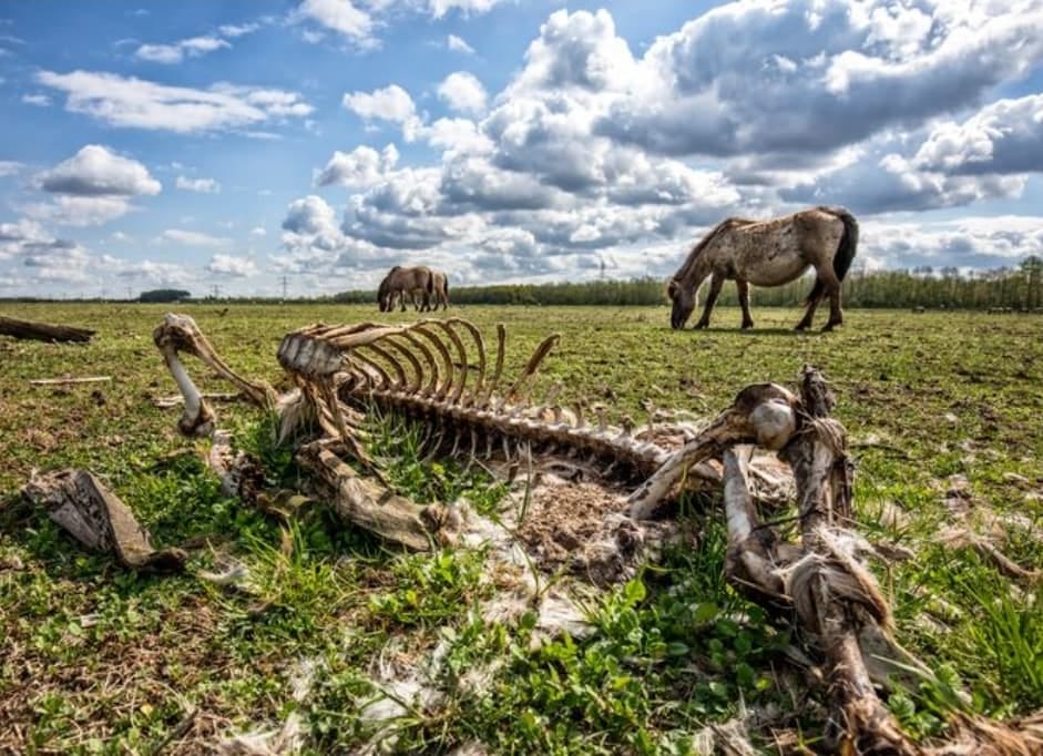 Urban Rewilding: Amsterdam's Oostvaardersplassen Reserve