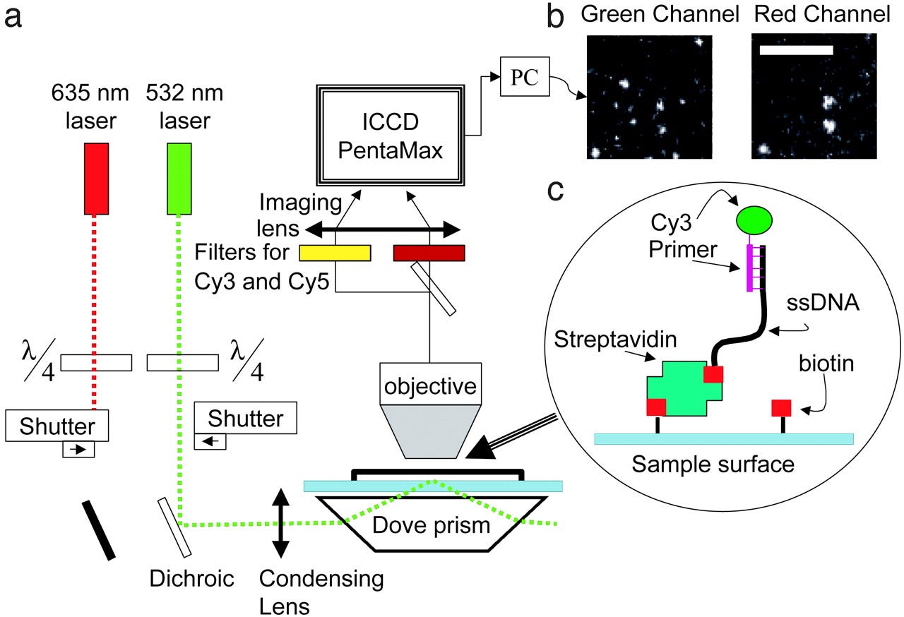 Single Molecule Imaging on the Cheap - by Nava Whiteford