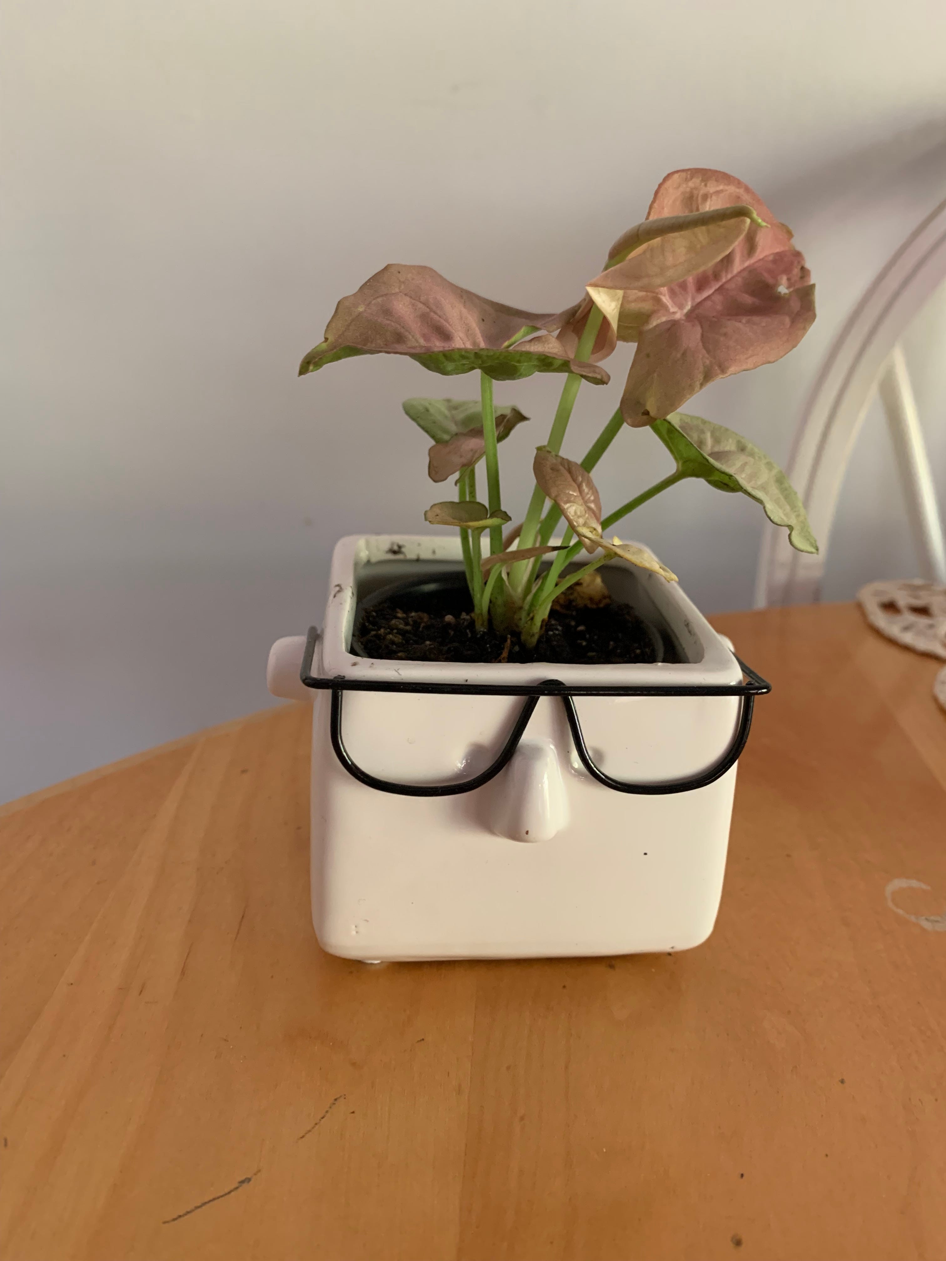 Grandma Kay's Mysterious Plant - by Kevin Ferguson
