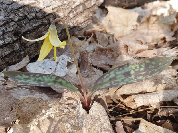 Spring Thaw - by Donata Frank - Nature Unplugged