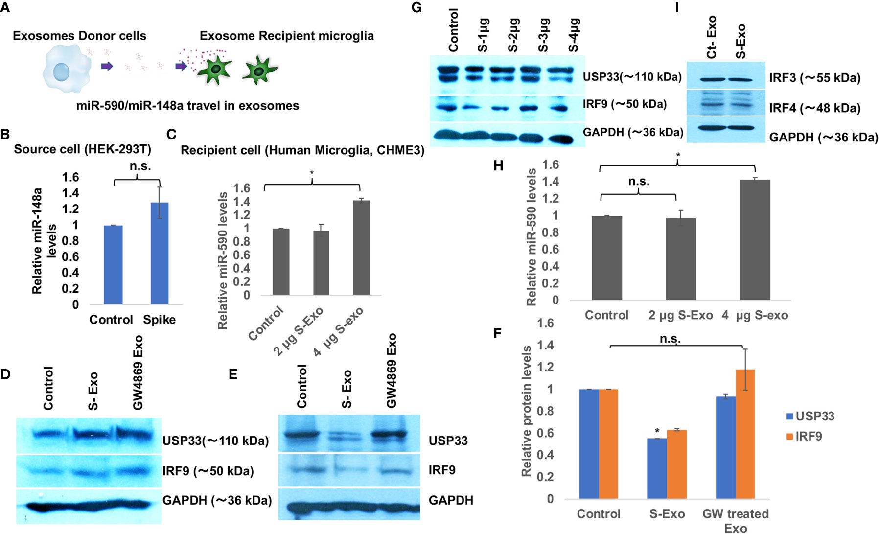SARS-CoV-2 Spike Targets USP33-IRF9 Axis via Exosomal miR-148a to ...