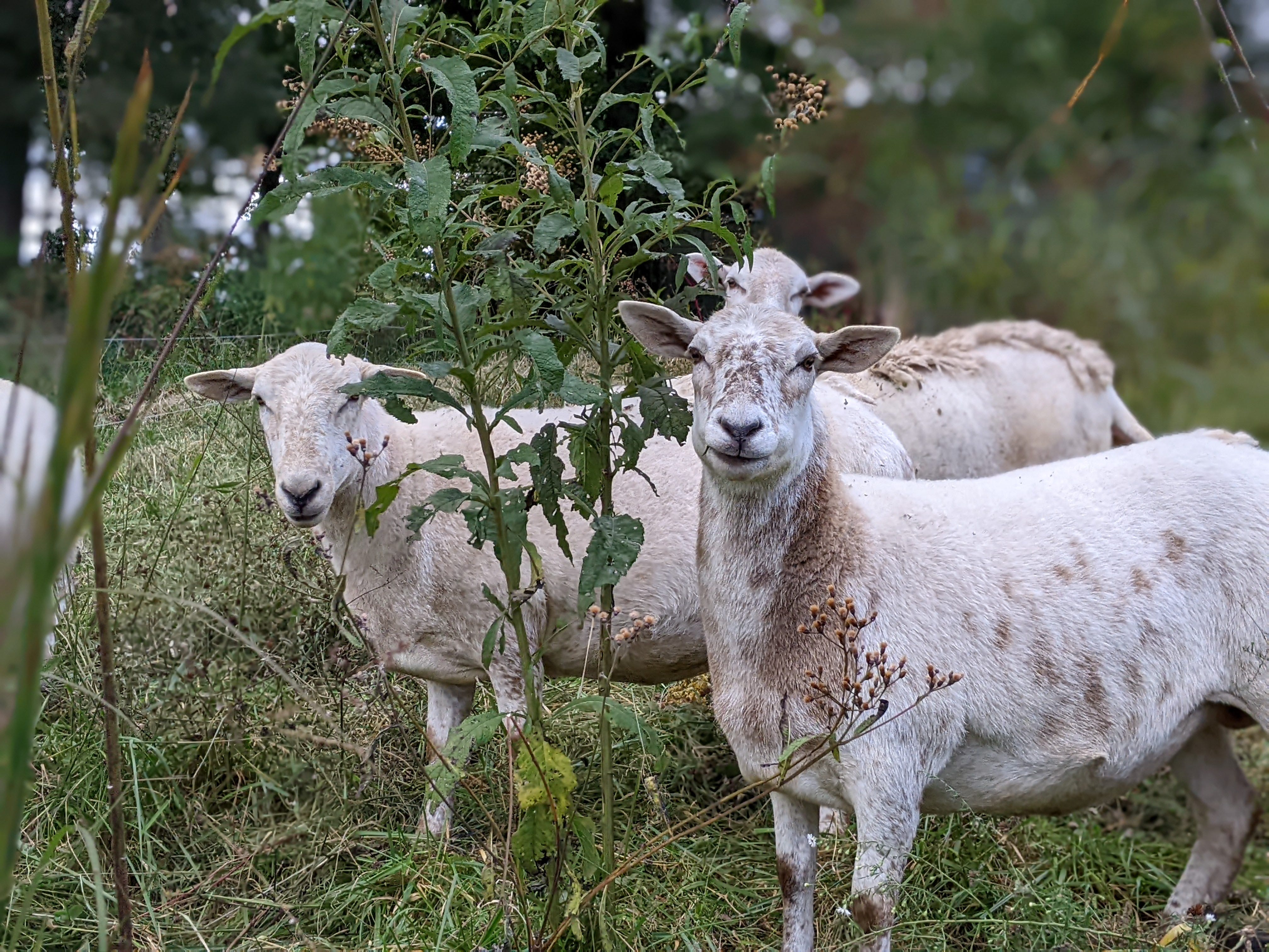 Something To Never Be Sheepish About - by AC Shilton