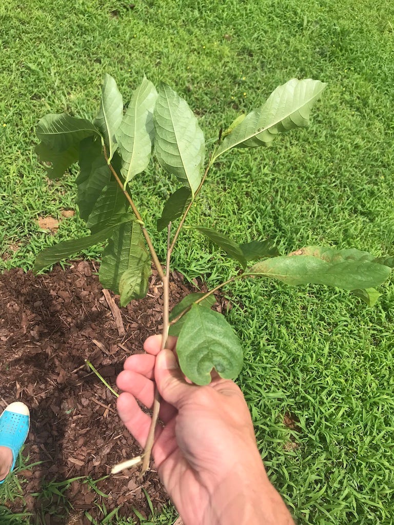 I became obsessed with North Carolina's largest native fruit. Then I ...